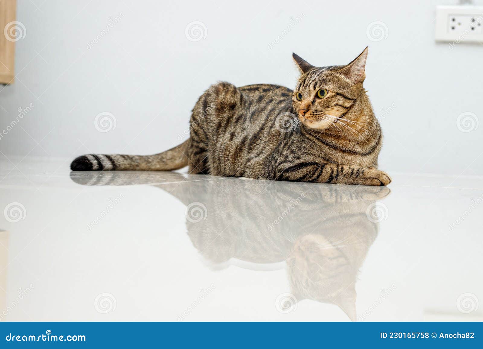 Gato-do-mato Deitado Sobre Fundo Branco Foto de Stock - Imagem de doce ...