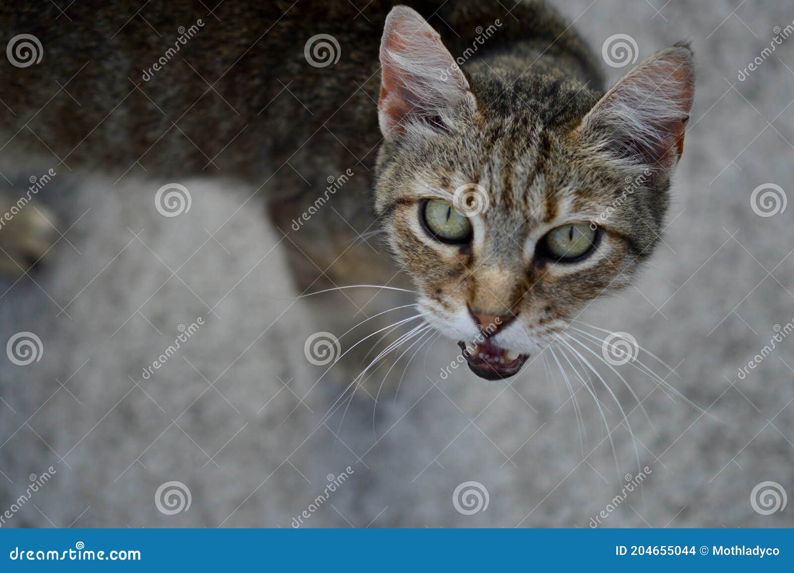 Gato-do-gato miando foto de stock. Imagem de cara, gato - 204655044