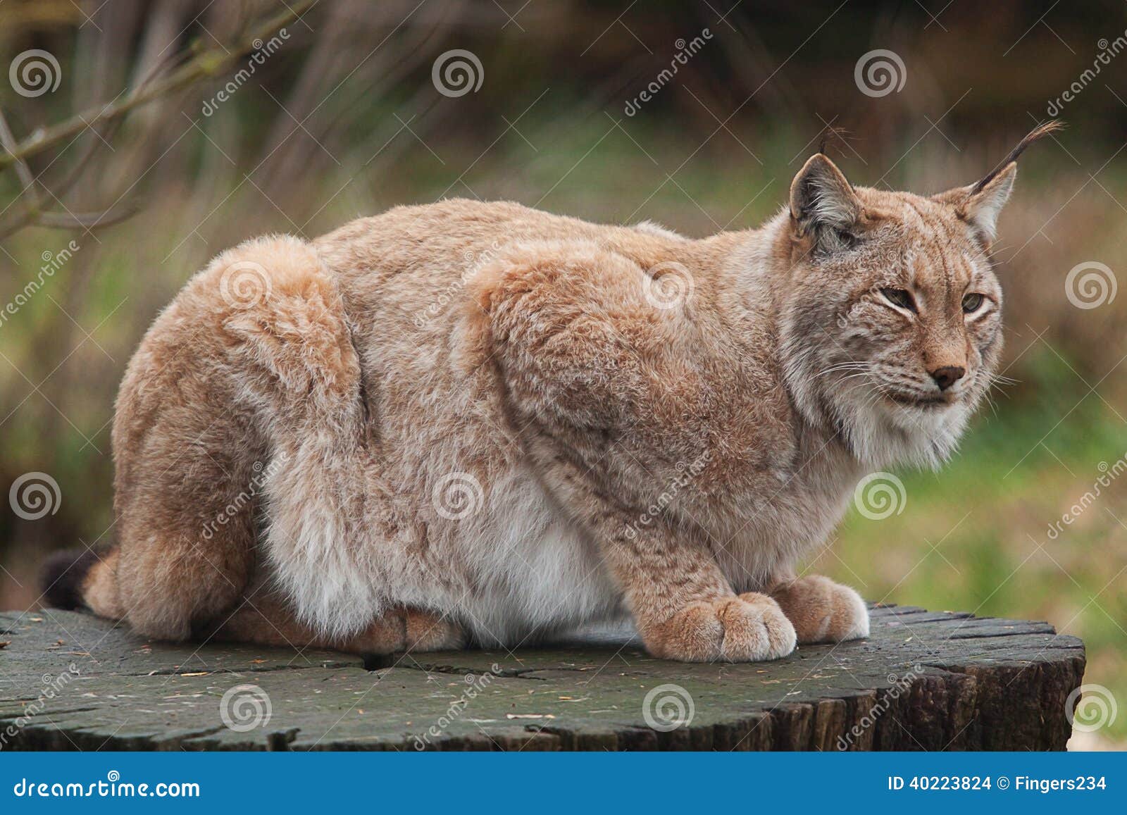 Gato do norte do lince foto de stock. Imagem de selva - 40223824