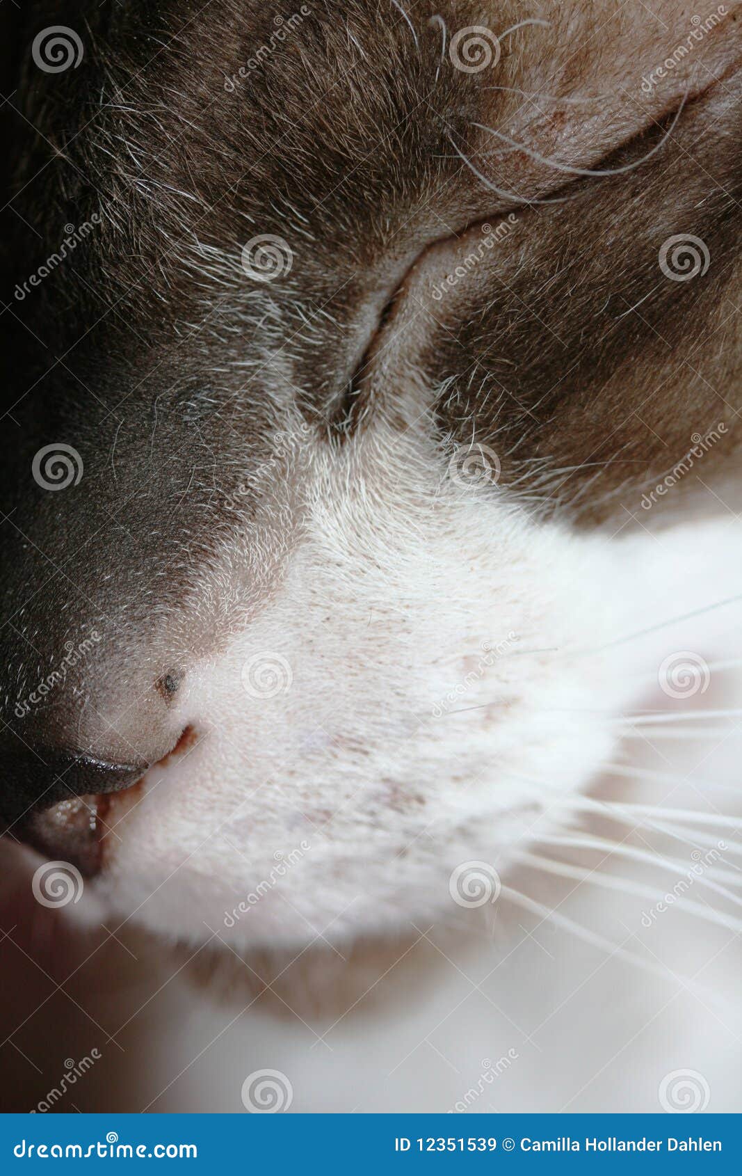 Gato do sono. imagem de stock. Imagem de maduro, animais - 12351539