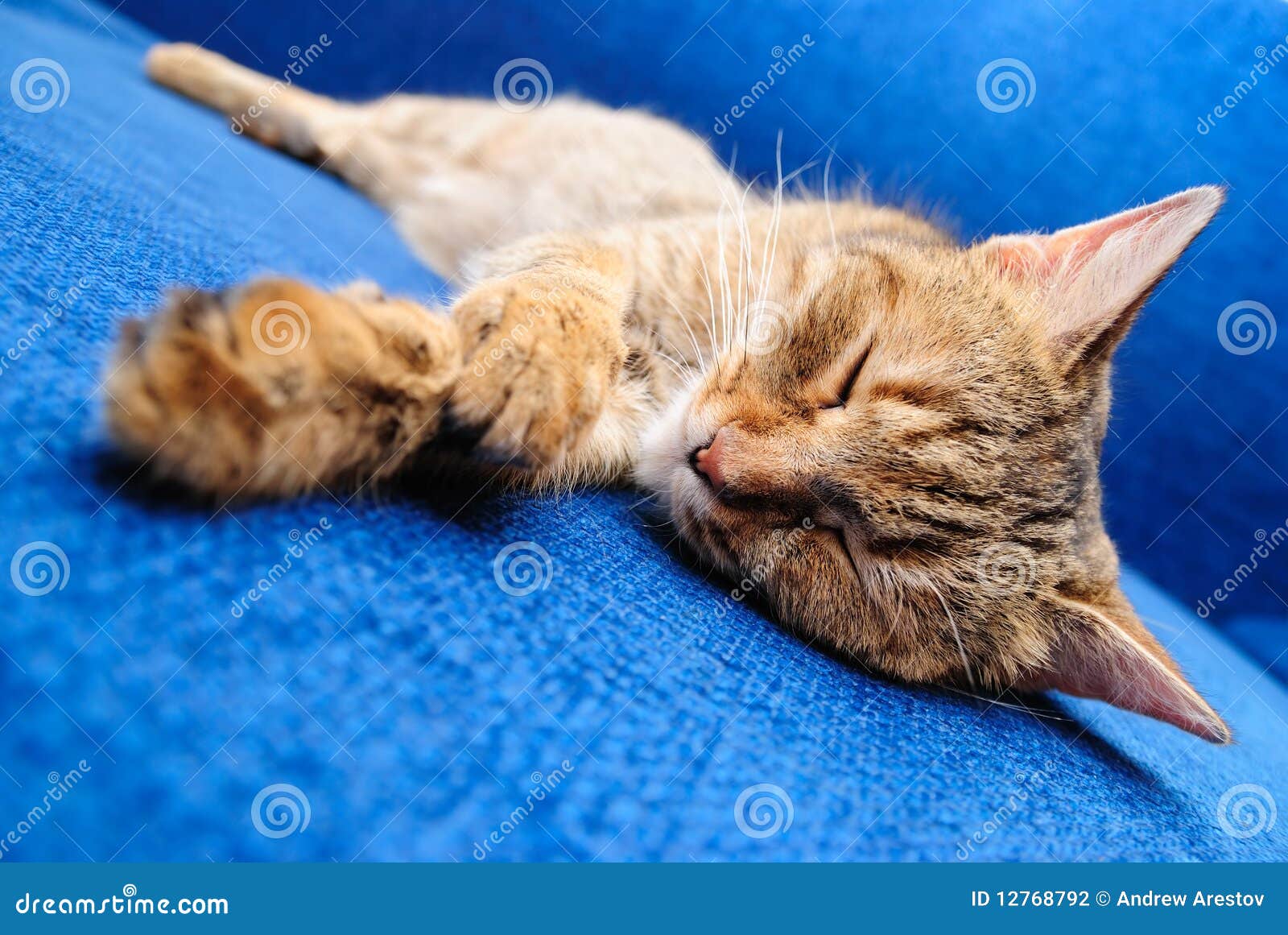 Gato do sono foto de stock. Imagem de sono, dormir, pata - 12768792