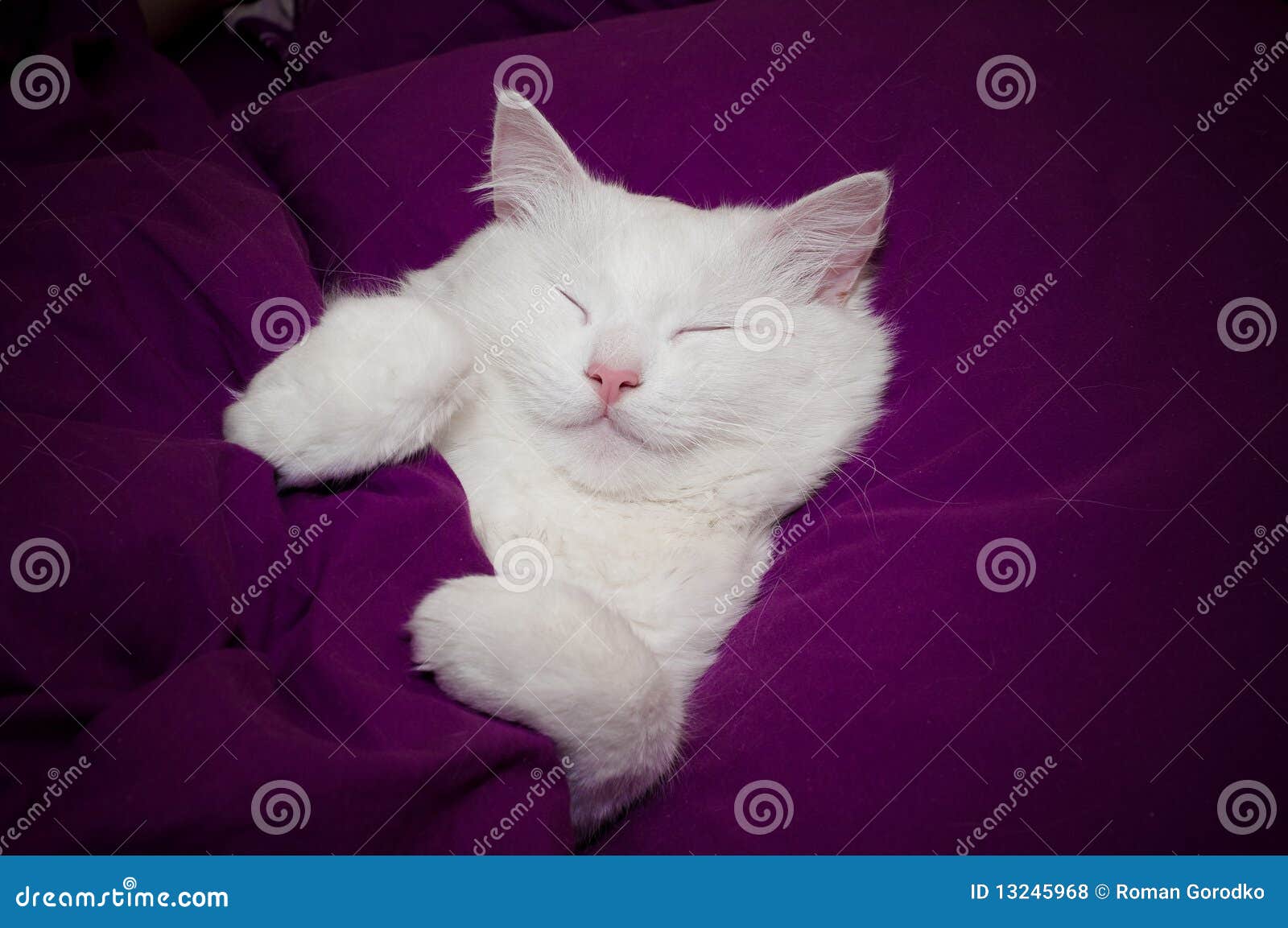 Gato do sono foto de stock. Imagem de casa, pata, soprado - 13245968