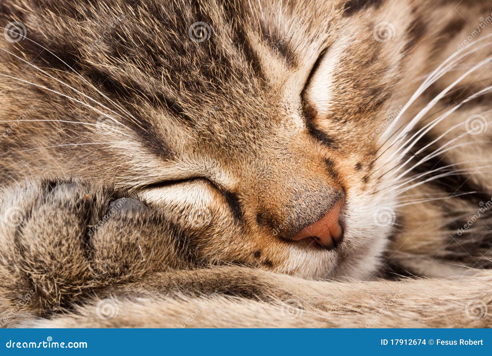 Gato do sono foto de stock. Imagem de soprado, fofofo - 17912674