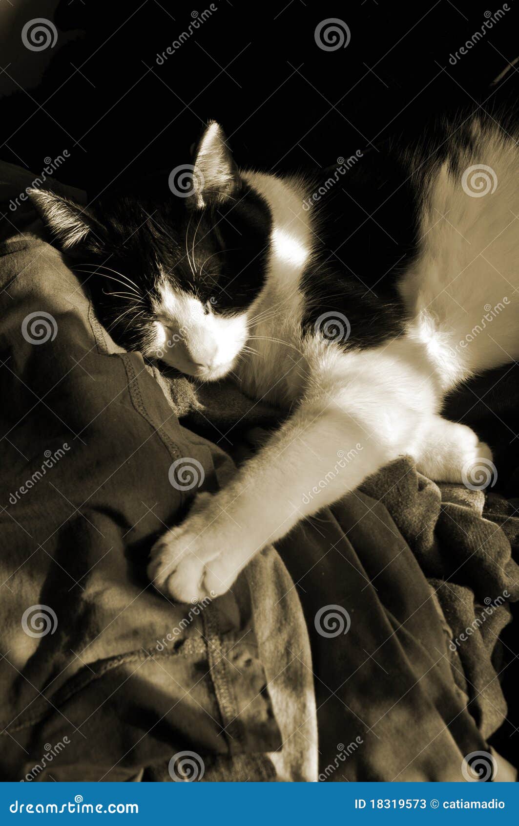 Gato do sono imagem de stock. Imagem de animal, dormir - 18319573