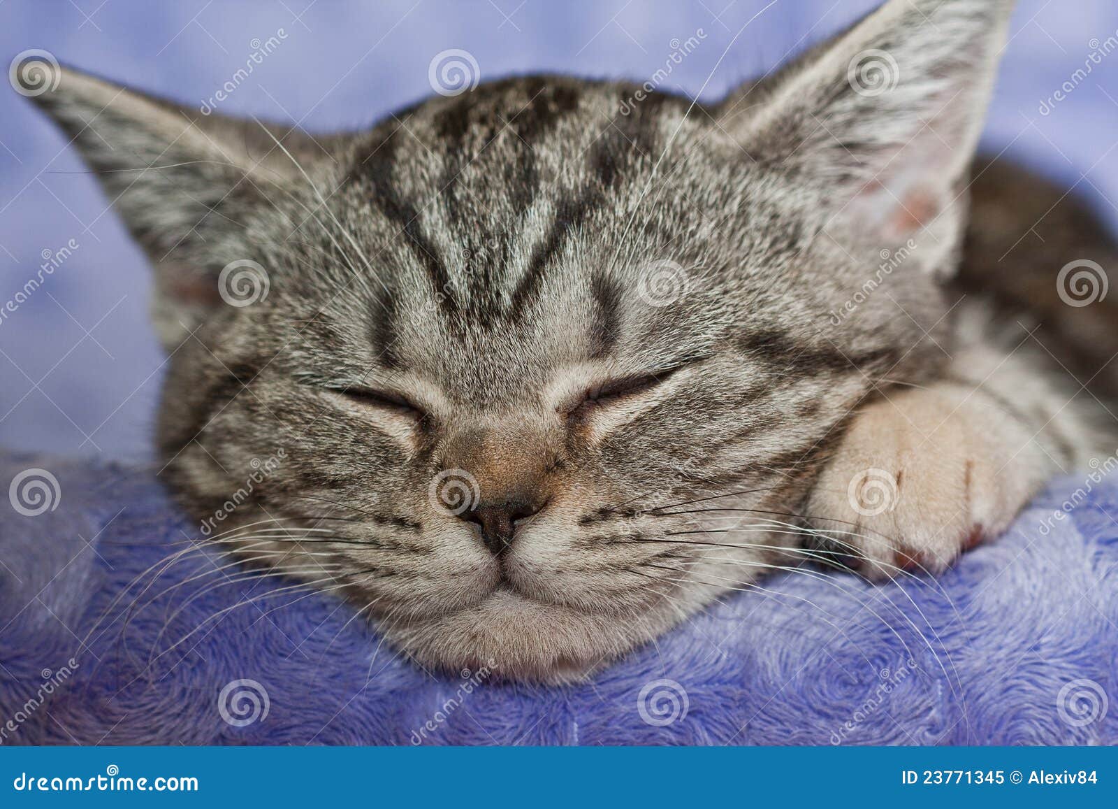 Gato do sono imagem de stock. Imagem de gato, gatinho - 23771345