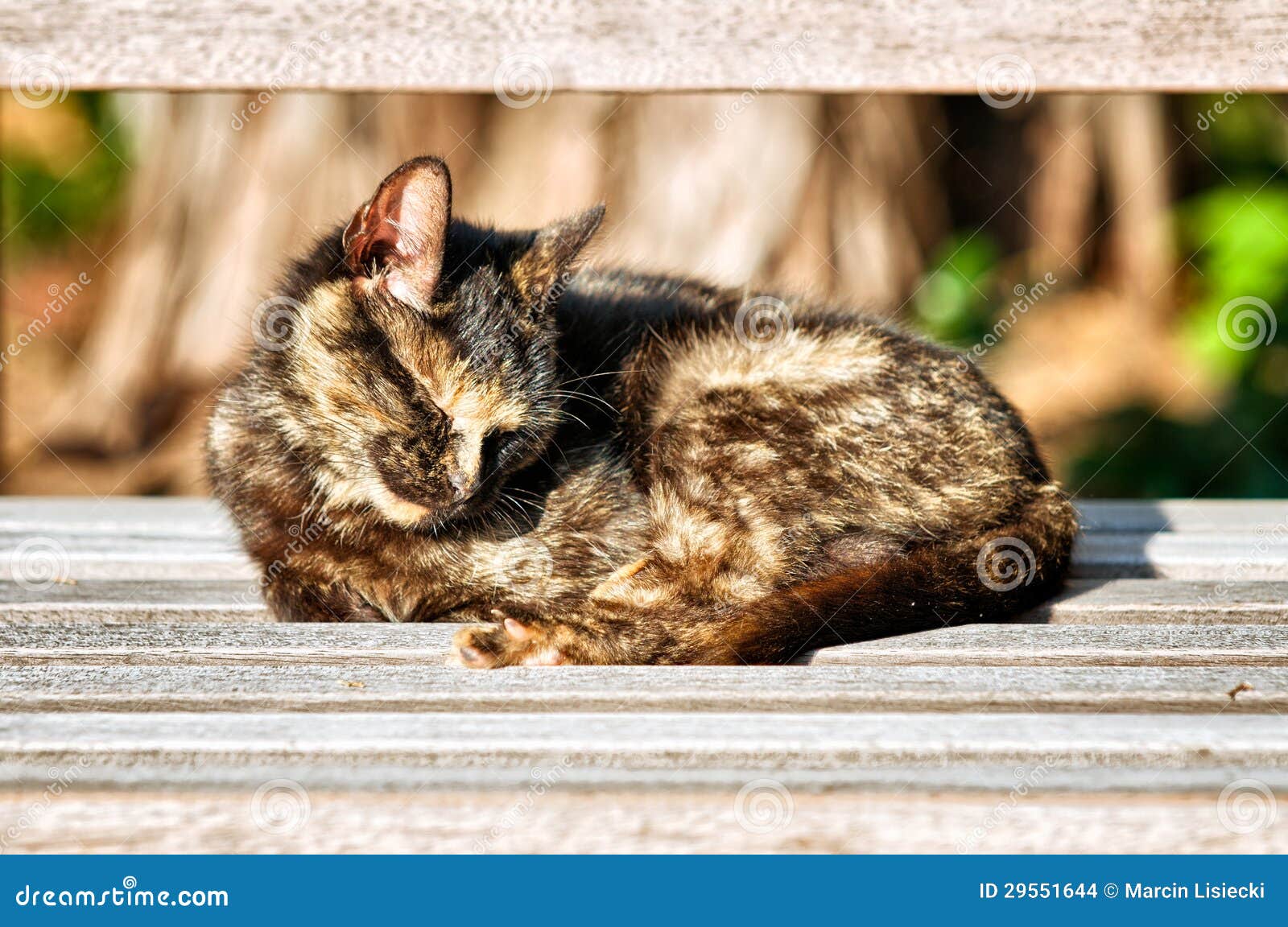 Gato do sono foto de stock. Imagem de dormir, tranquilo - 29551644