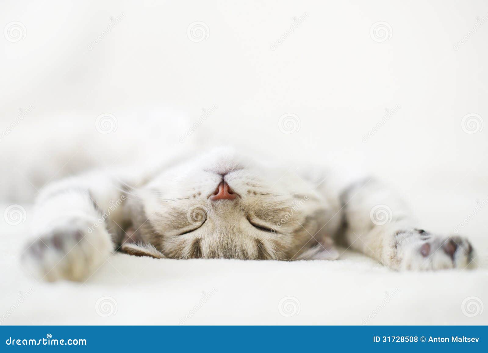 Gato do sono foto de stock. Imagem de cinzento, adormecido - 31728508
