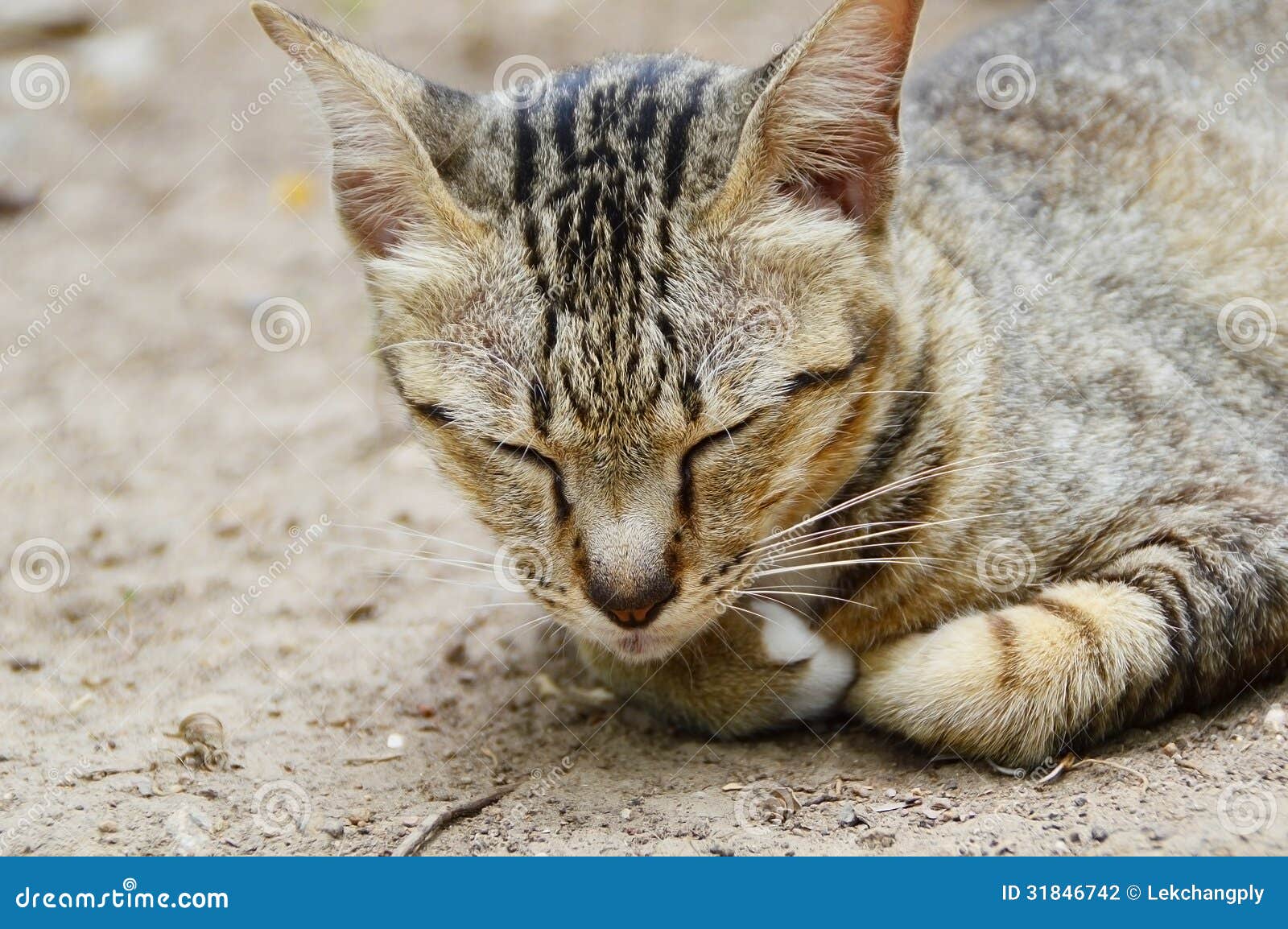 Gato do sono foto de stock. Imagem de fofo, sono, retrato - 31846742