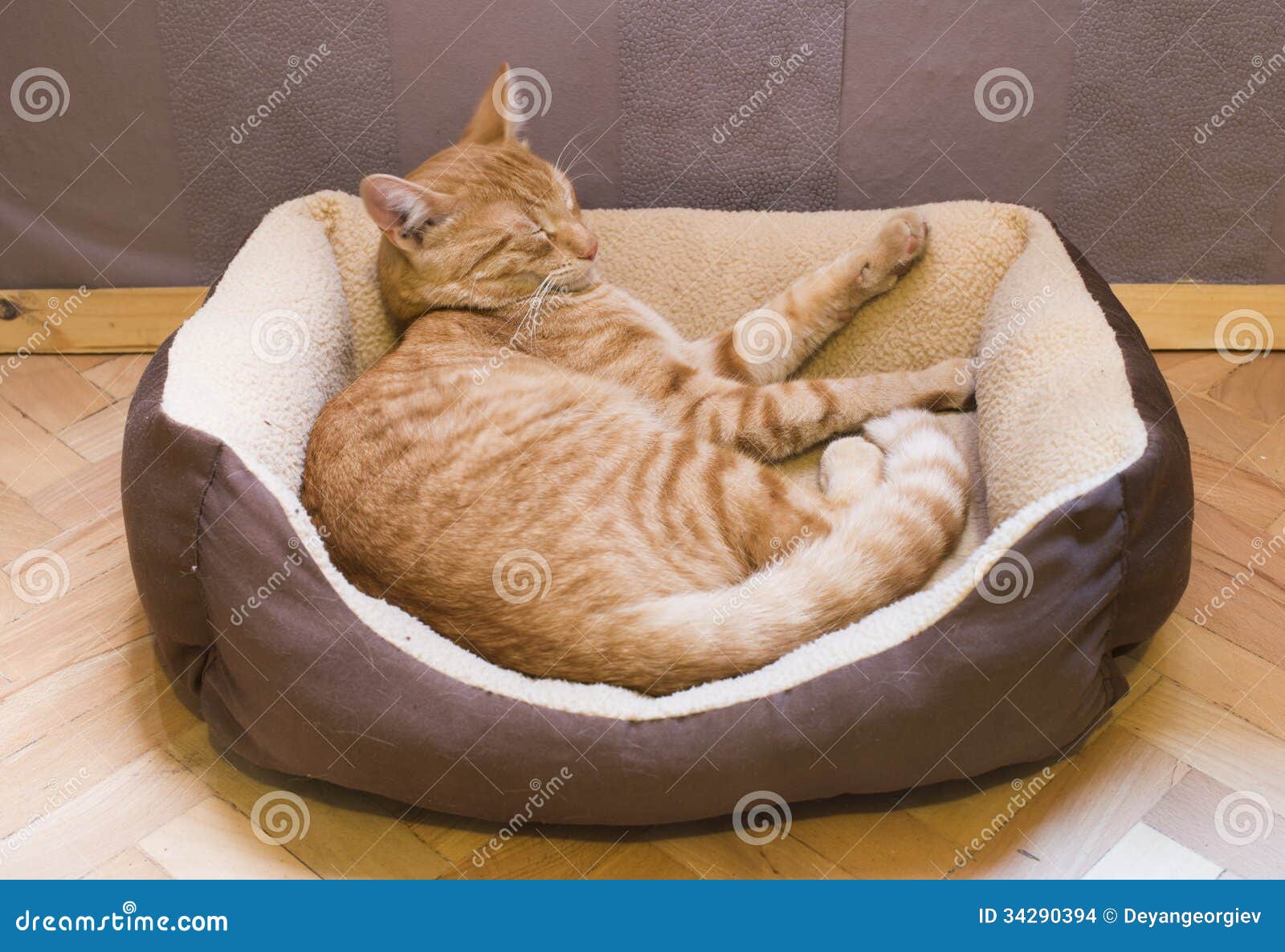 Gato do sono foto de stock. Imagem de consideravelmente - 34290394