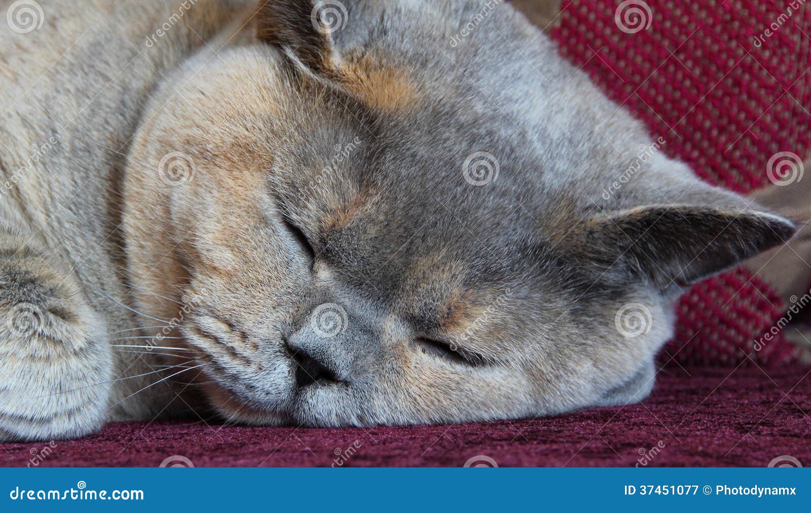 Gato do sono imagem de stock. Imagem de narcissus, prata - 37451077