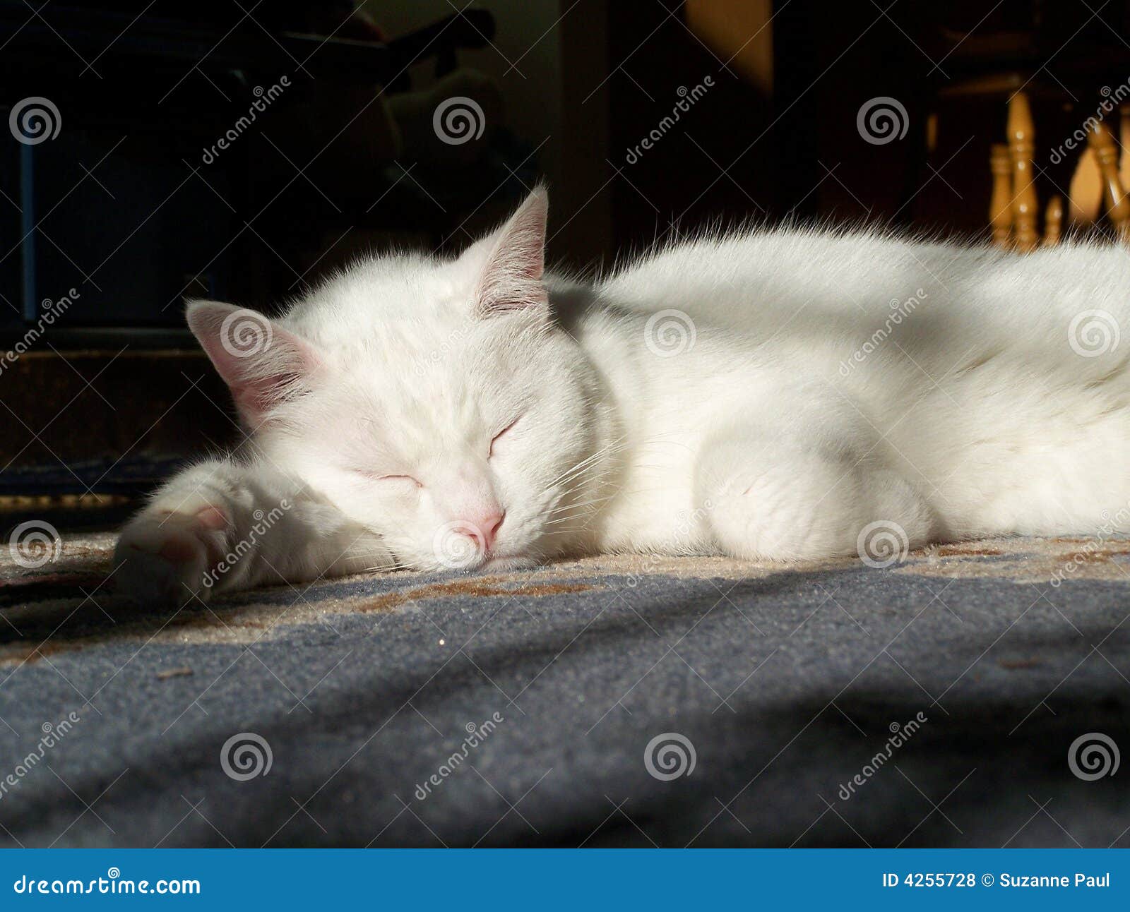 Gato do sono foto de stock. Imagem de estreitado, cinzento - 4255728