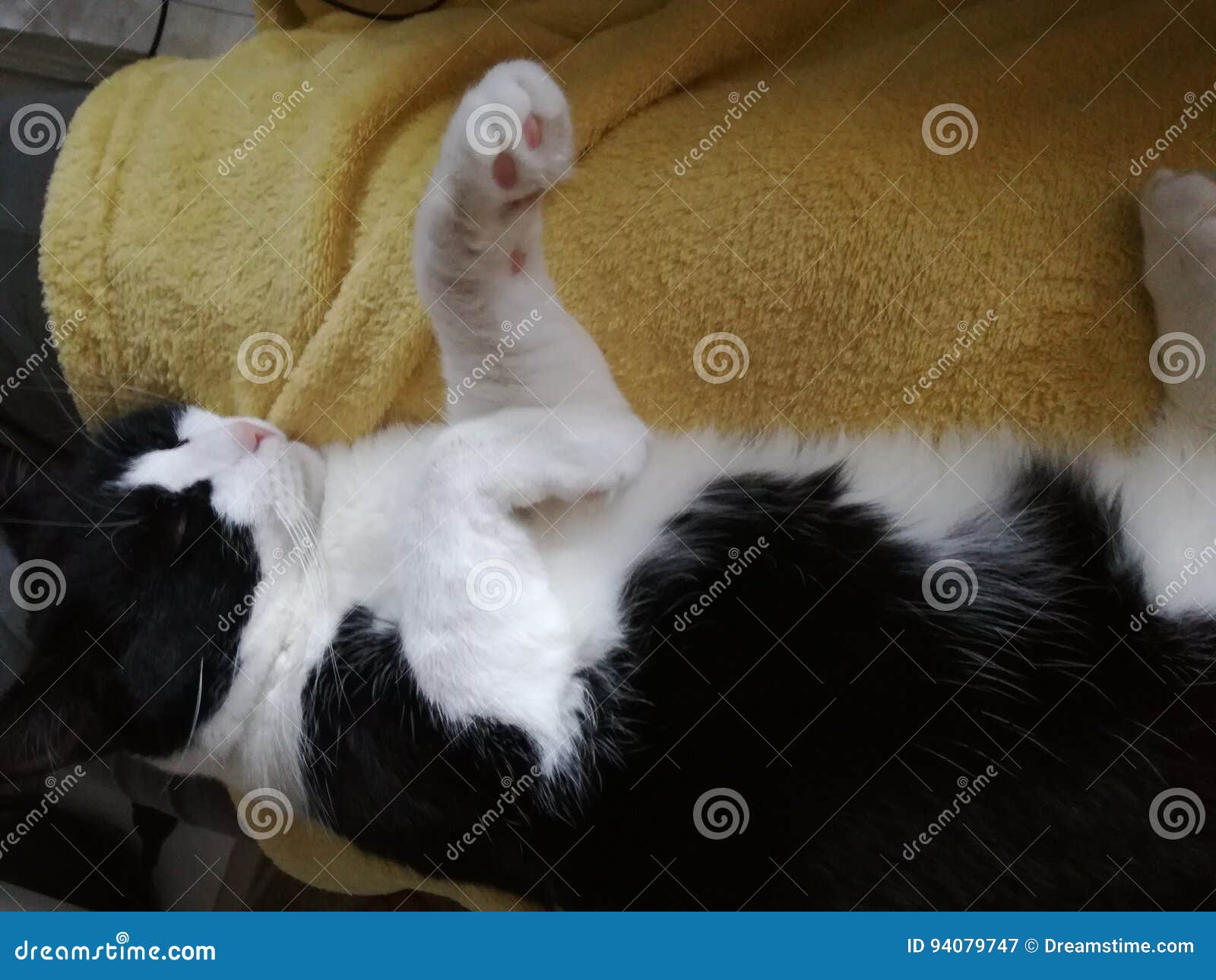 Gato do sono imagem de stock. Imagem de gatinho, gato - 94079747