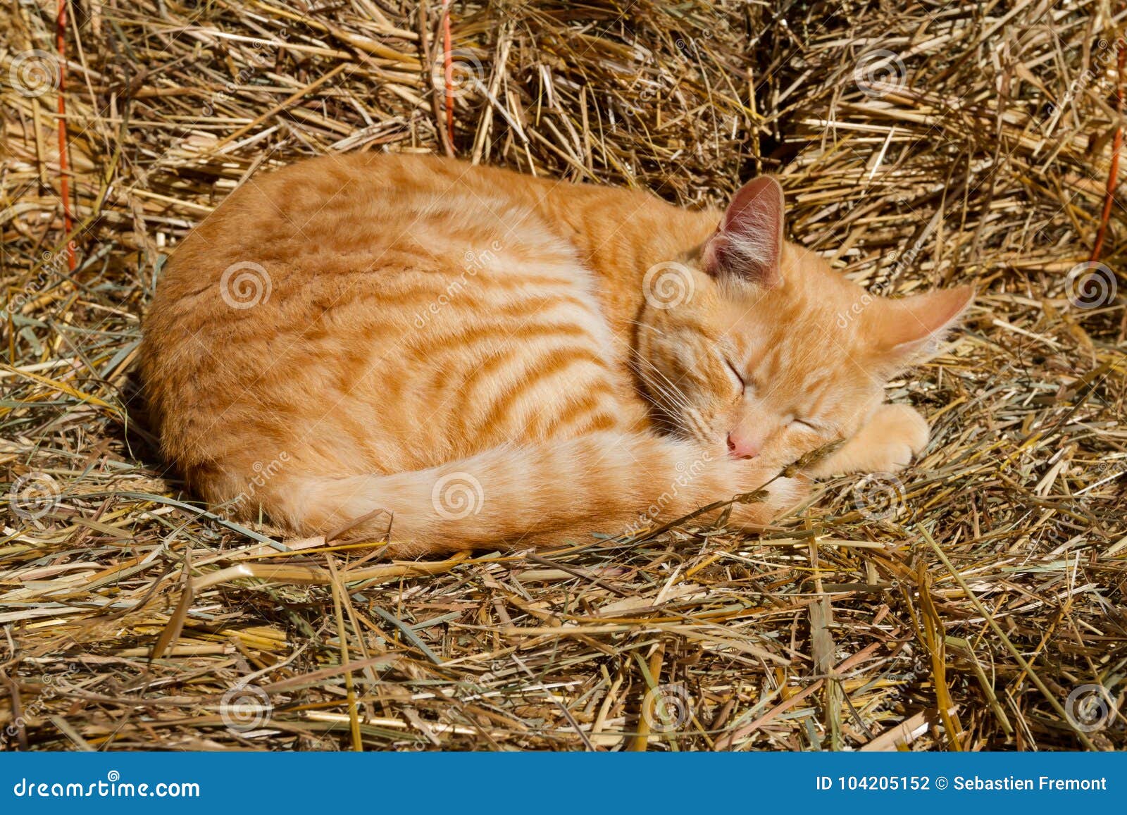 Gato Do Sono No Monte De Feno Foto de Stock - Imagem de tabuleiro, cara ...