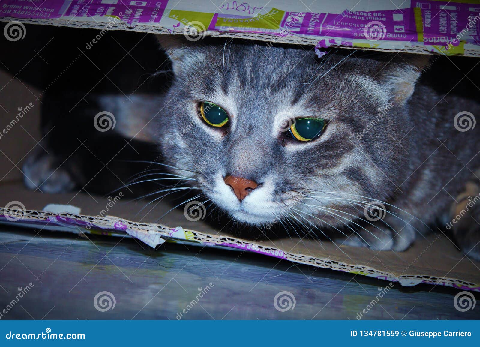 Gato Dobrado Dentro De Uma Caixa Imagem de Stock - Imagem de gatos ...