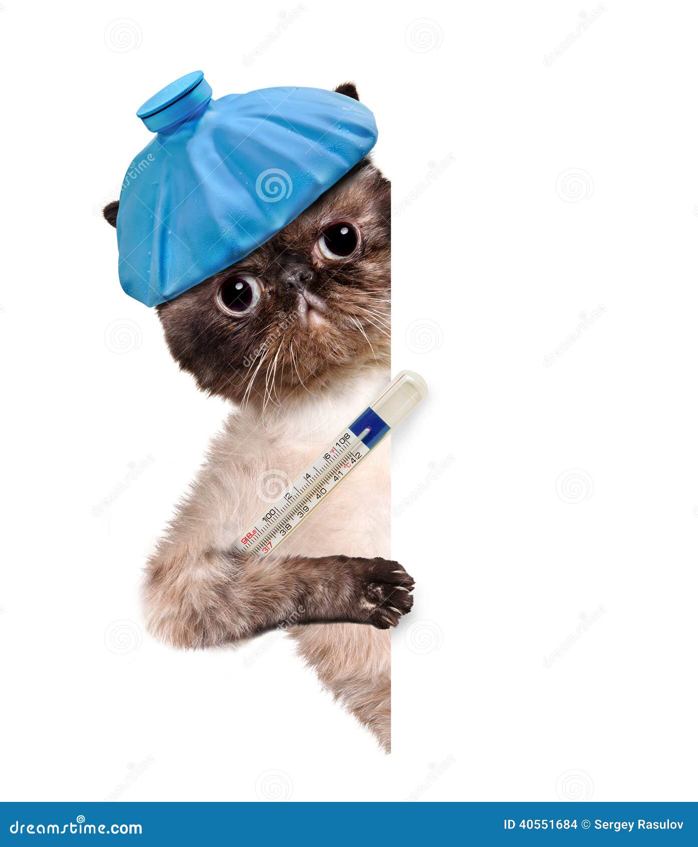 Gato doente. foto de stock. Imagem de animal, cura, febre - 40551684