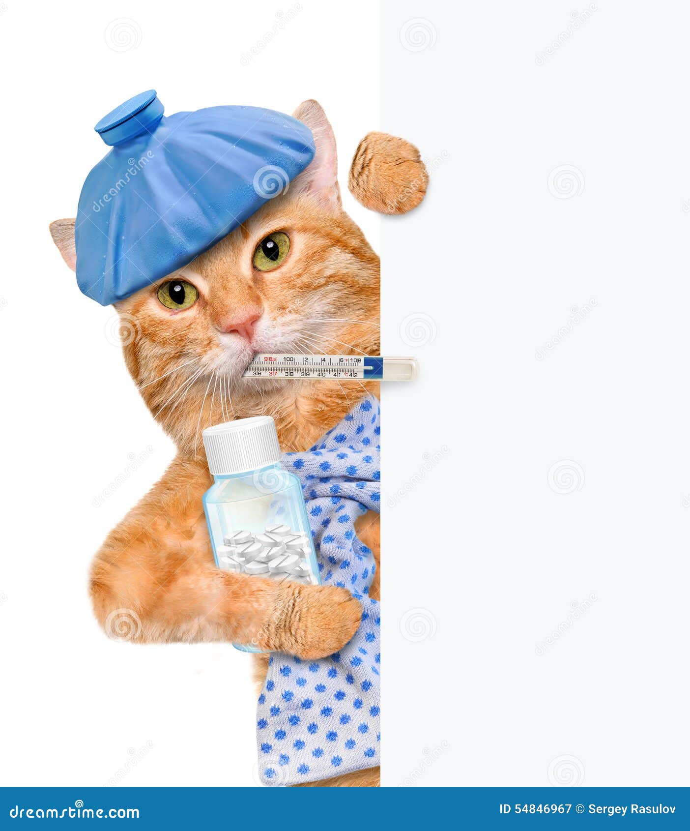 Gato doente imagem de stock. Imagem de animal, recupere - 54846967