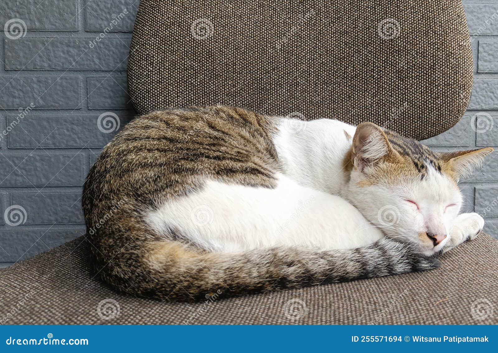 Gato Dorme Calmo E Relaxa Na Cor Cinza Da Cadeira Foto de Stock ...