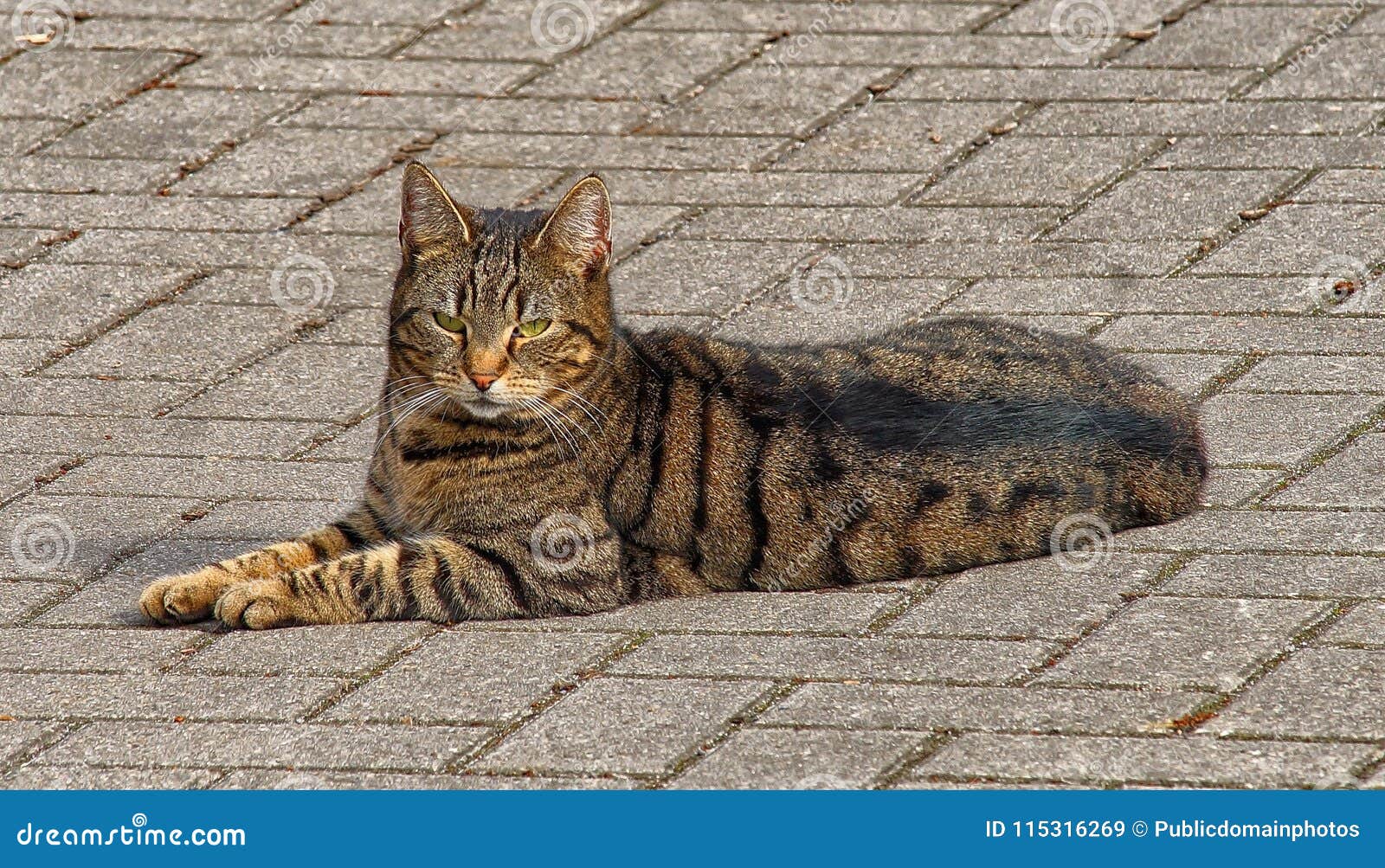 Gato, Dragon Li, Tabby Cat, Fauna Imagen. Imagen: 115316269