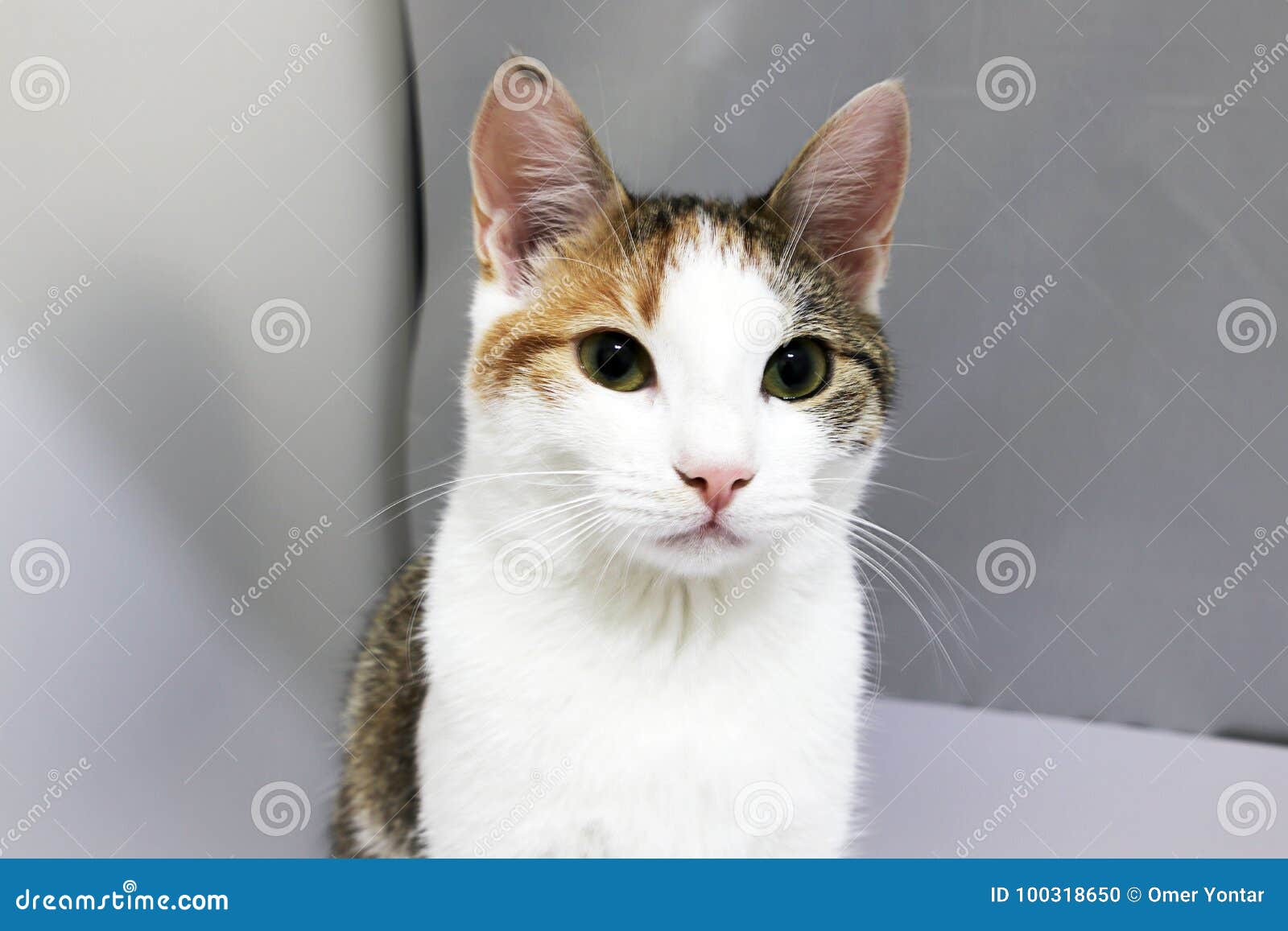 Gato dulce foto de archivo. Imagen de adorable, hermoso - 100318650