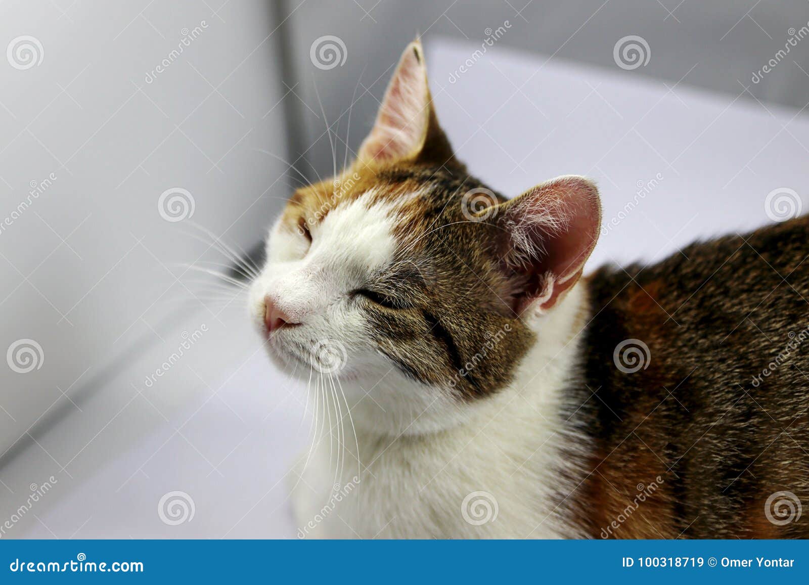 Gato dulce imagen de archivo. Imagen de hermoso, standing - 100318719