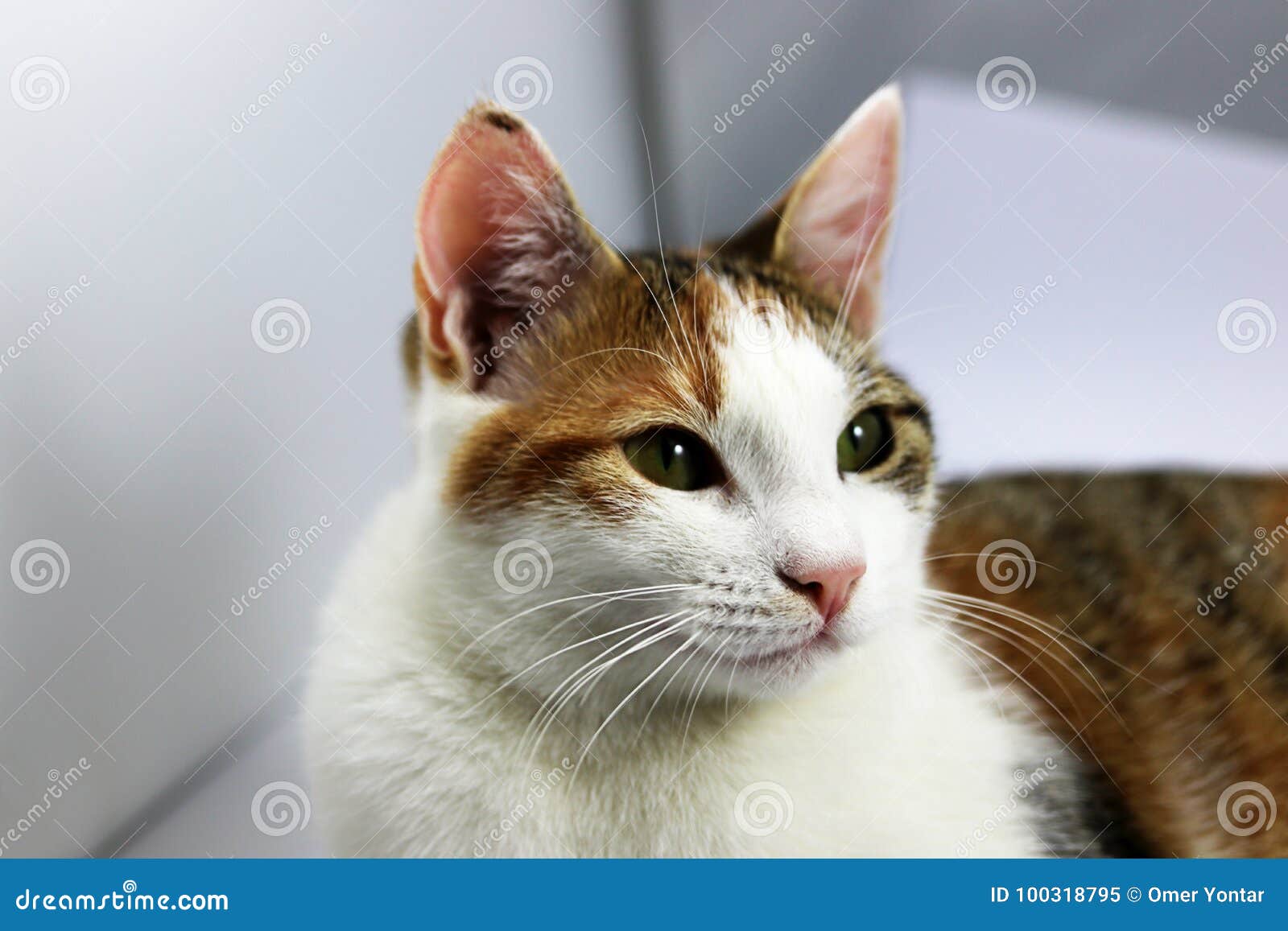 Gato dulce imagen de archivo. Imagen de pelo, gato, gatito - 100318795