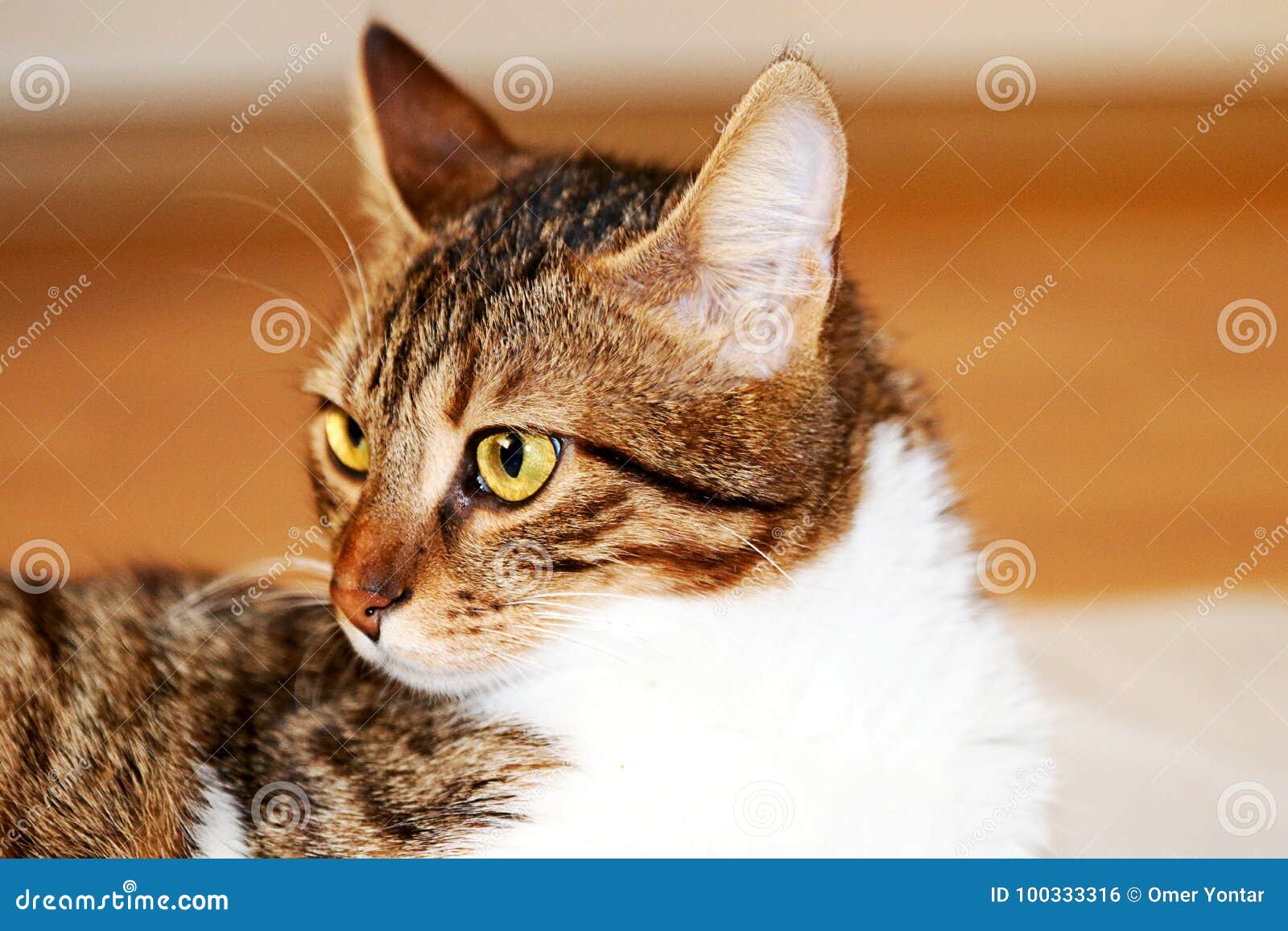 Gato dulce foto de archivo. Imagen de animal, sentada - 100333316