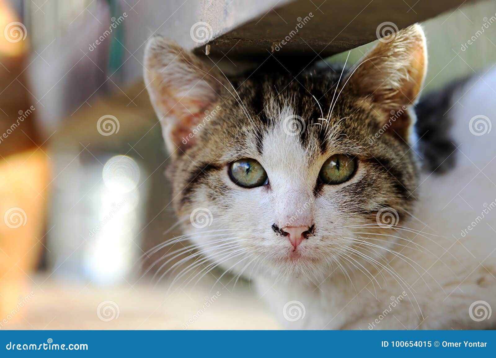 Gato dulce imagen de archivo. Imagen de animal, cortocircuito - 100654015