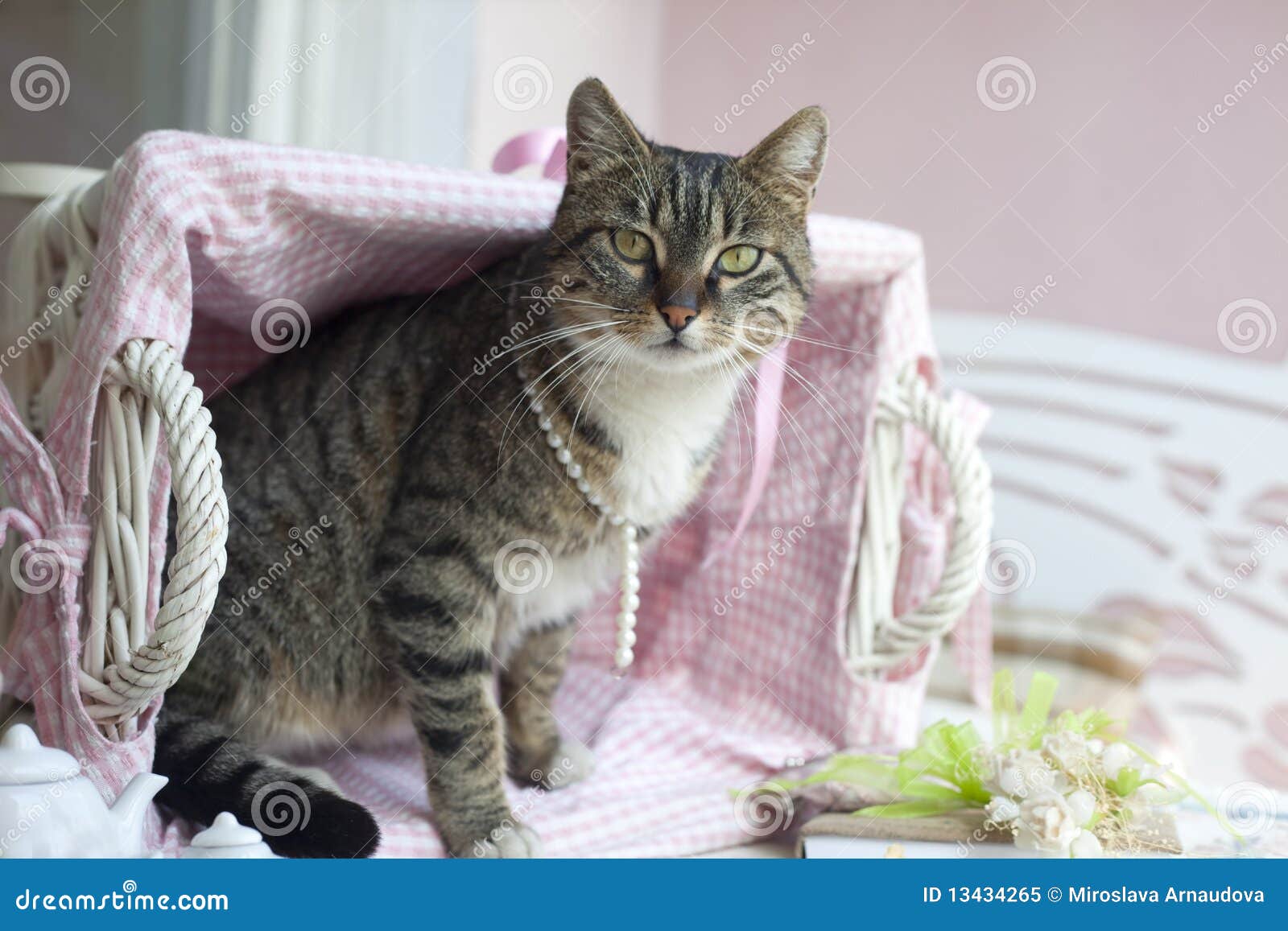 Gato dulce imagen de archivo. Imagen de lindo, mascota - 13434265