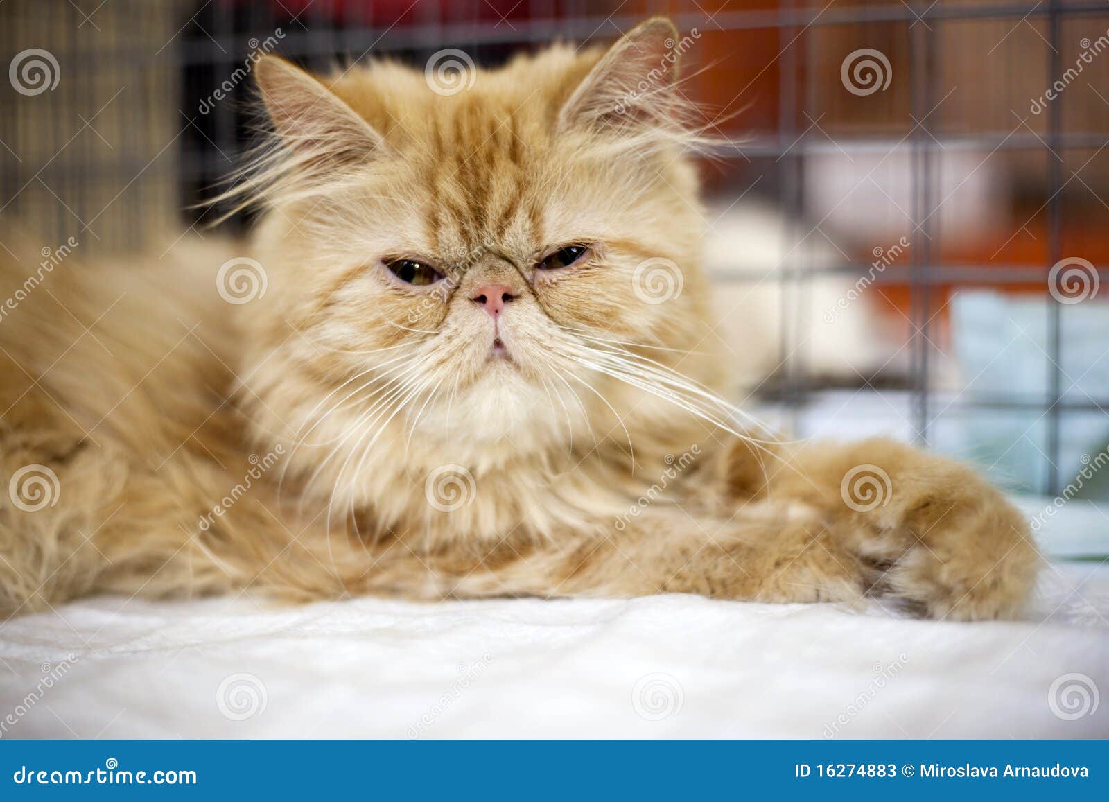 Gato dulce imagen de archivo. Imagen de piel, retrato - 16274883