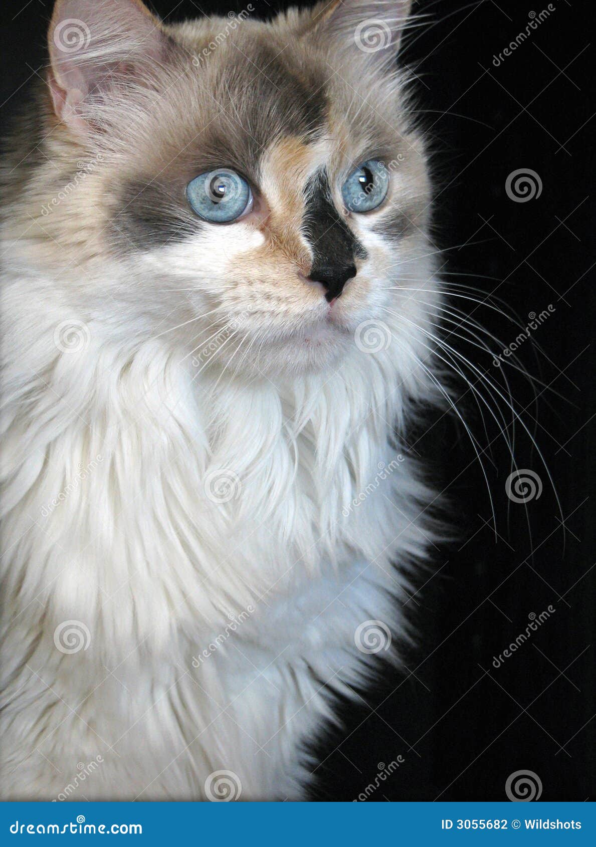 Gato dulce foto de archivo. Imagen de azul, barbas, peludo - 3055682