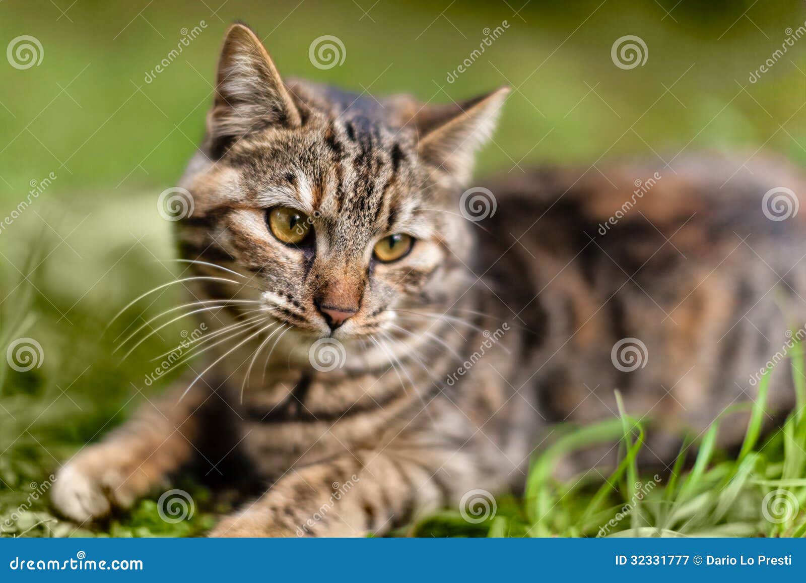 Gato dulce imagen de archivo. Imagen de piel, mirada - 32331777