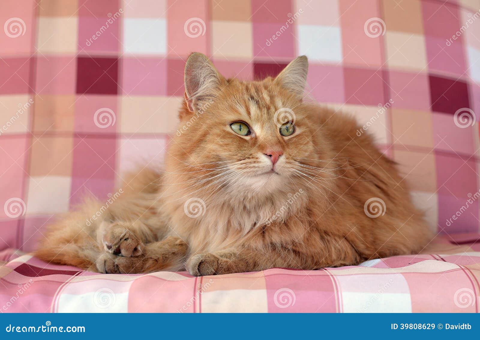 Gato dulce hermoso imagen de archivo. Imagen de casero - 39808629