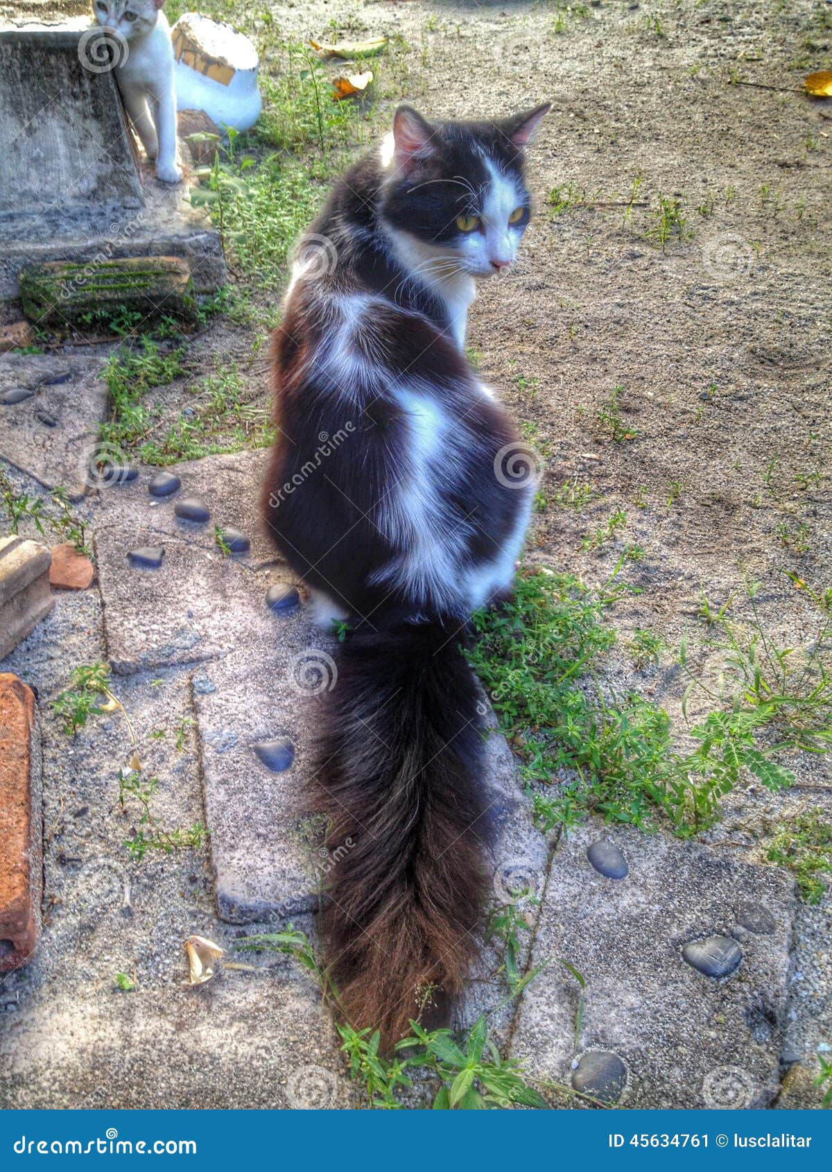 Gato e cauda longa imagem de stock. Imagem de longo, bonito - 45634761