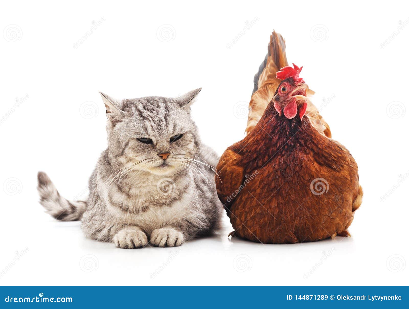 Gato e galinha imagem de stock. Imagem de agricultura - 144871289