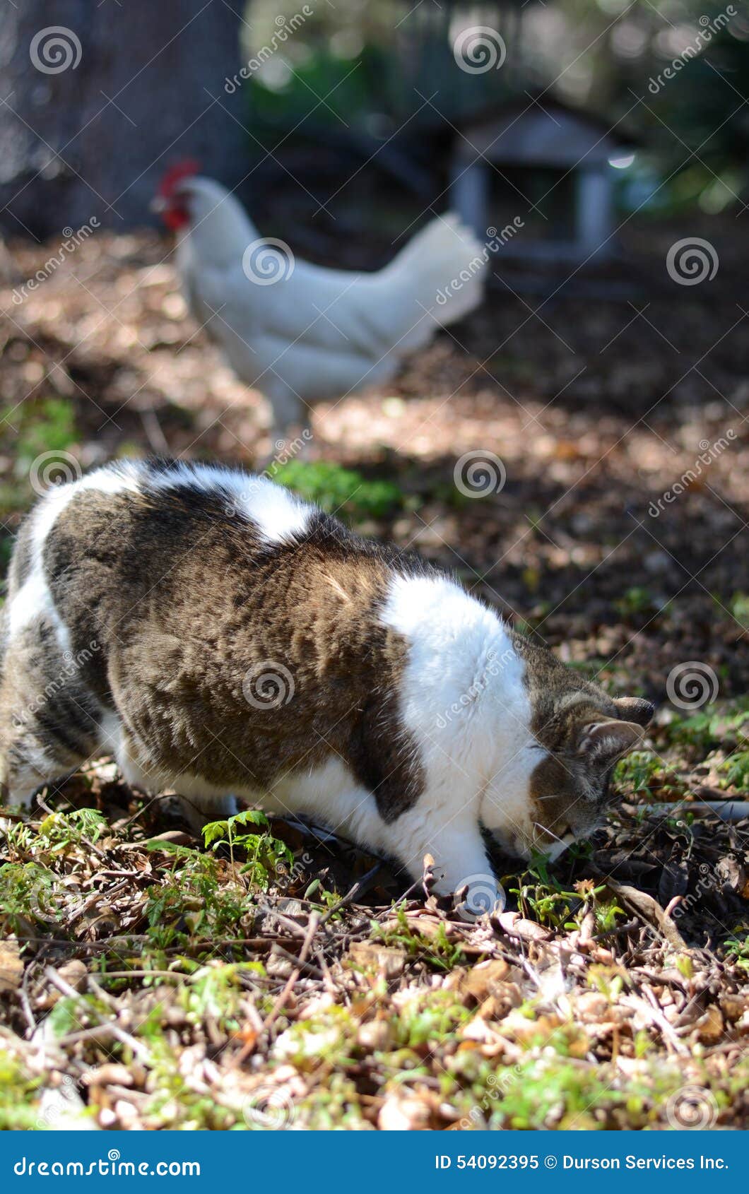 Gato e galinha no jardim imagem de stock. Imagem de galinha - 54092395