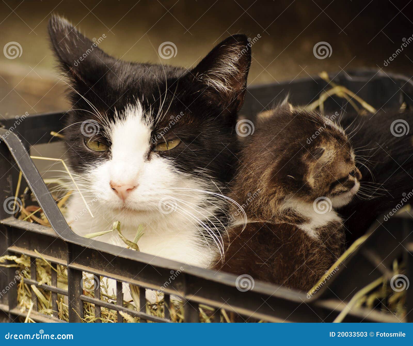 Gato e seu filhote imagem de stock. Imagem de filhote - 20033503