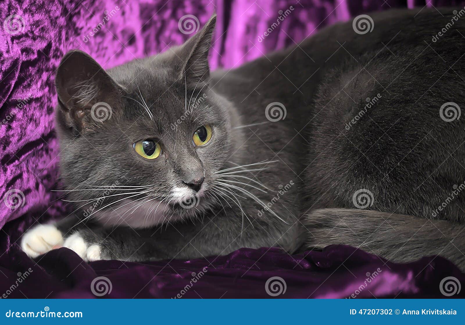 Gato em um fundo roxo foto de stock. Imagem de animais - 47207302