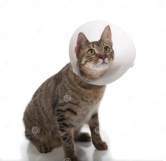 Gato en cono foto de archivo. Imagen de veterinario, aislado - 16981202