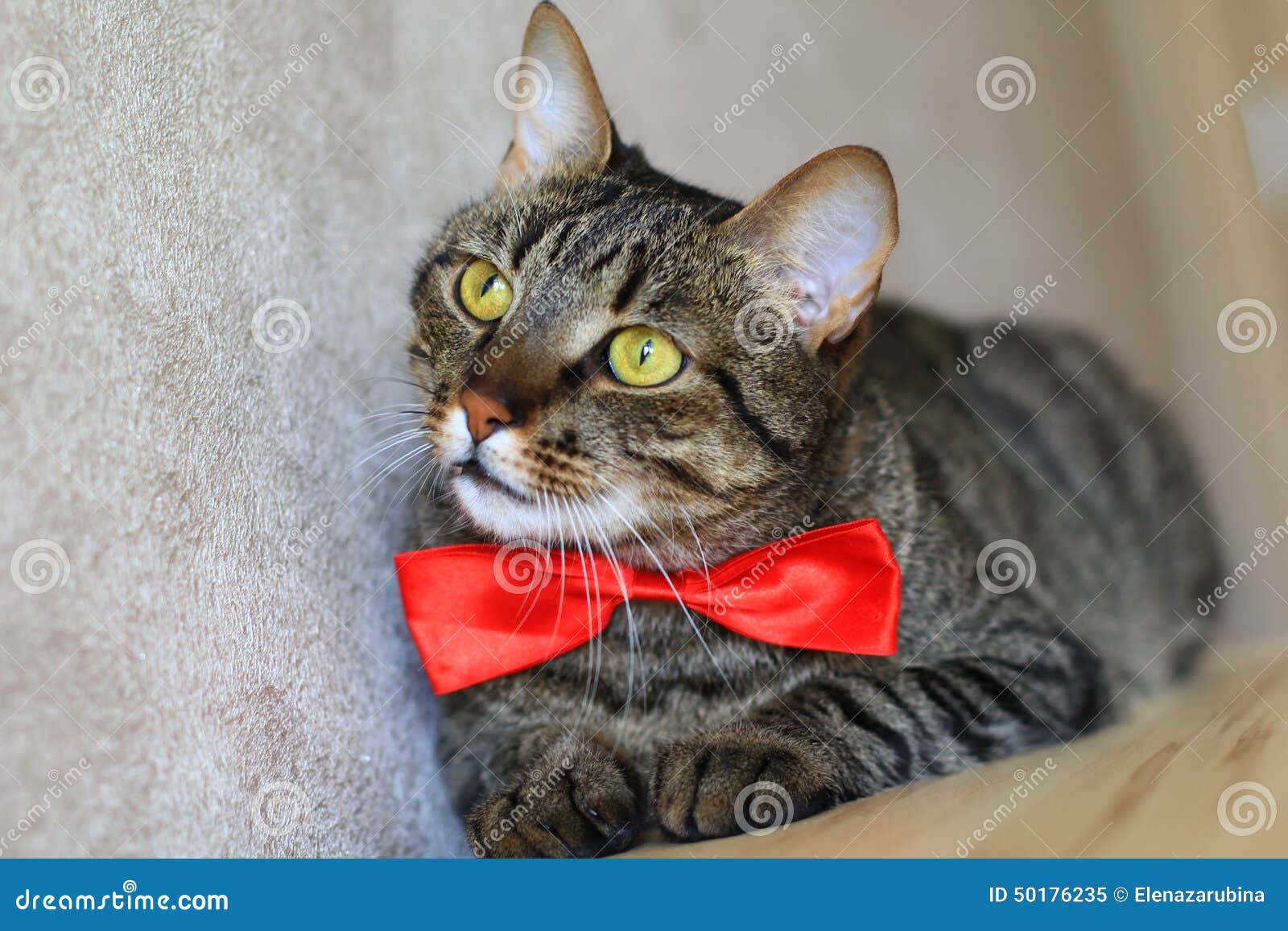 Gato en corbata de lazo imagen de archivo. Imagen de gatito - 50176235