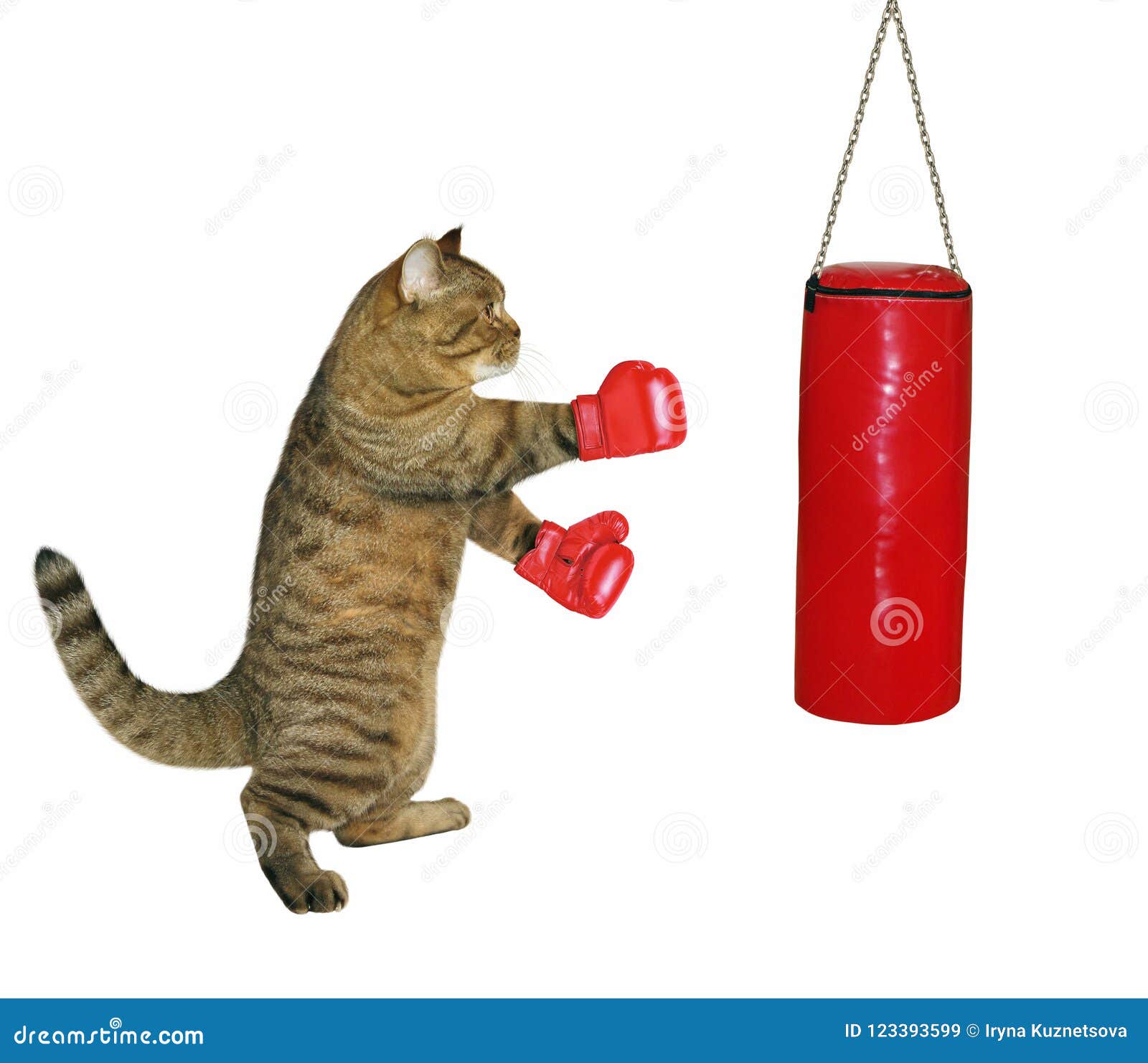 Gato en guantes de boxeo imagen de archivo. Imagen de boxeador - 123393599