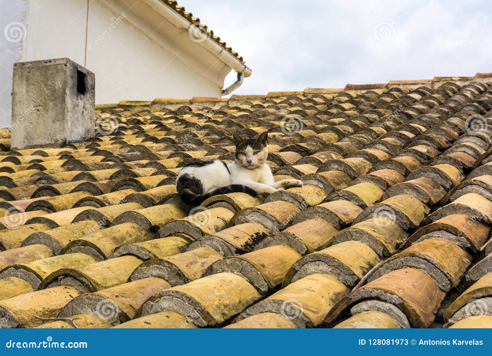 Gato en la azotea imagen de archivo. Imagen de fauna - 128081973