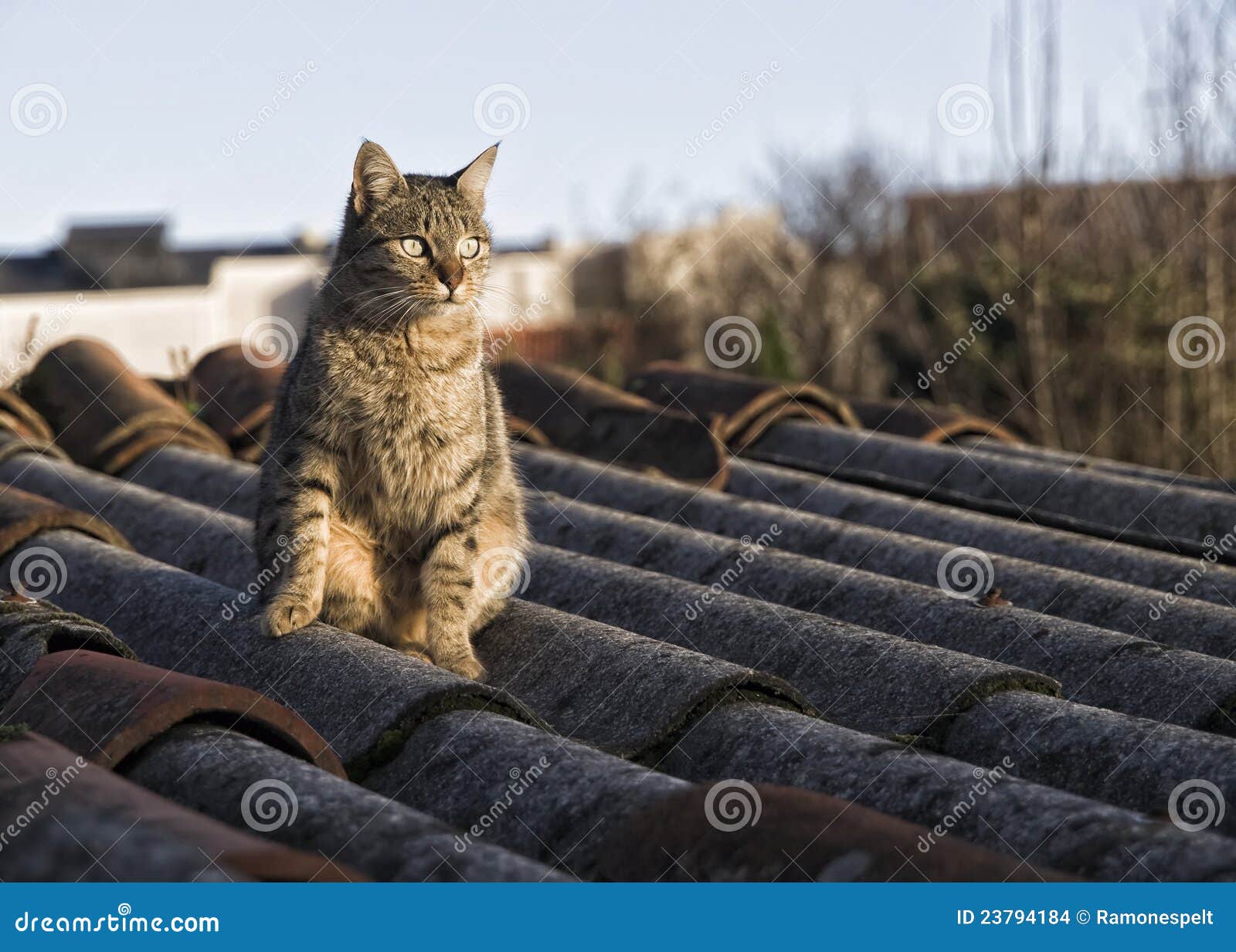 Gato en la azotea foto de archivo. Imagen de felino, sunset - 23794184