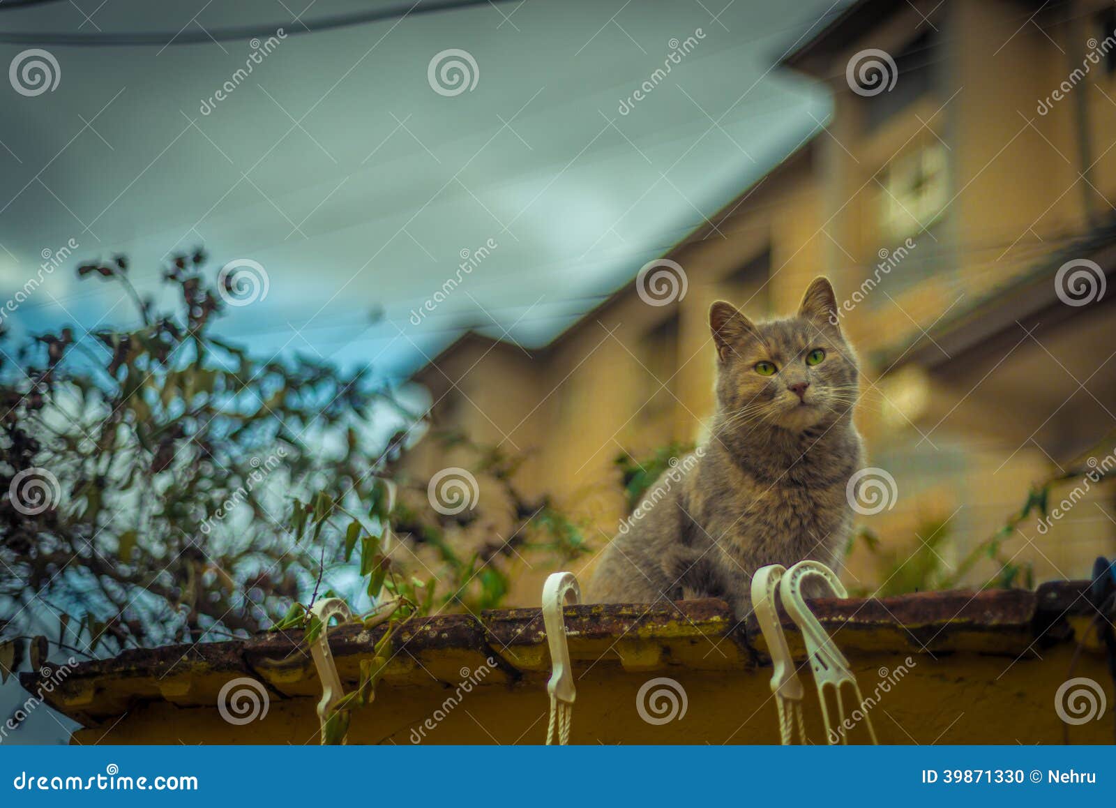 Gato en la azotea foto de archivo. Imagen de pista, rojo - 39871330