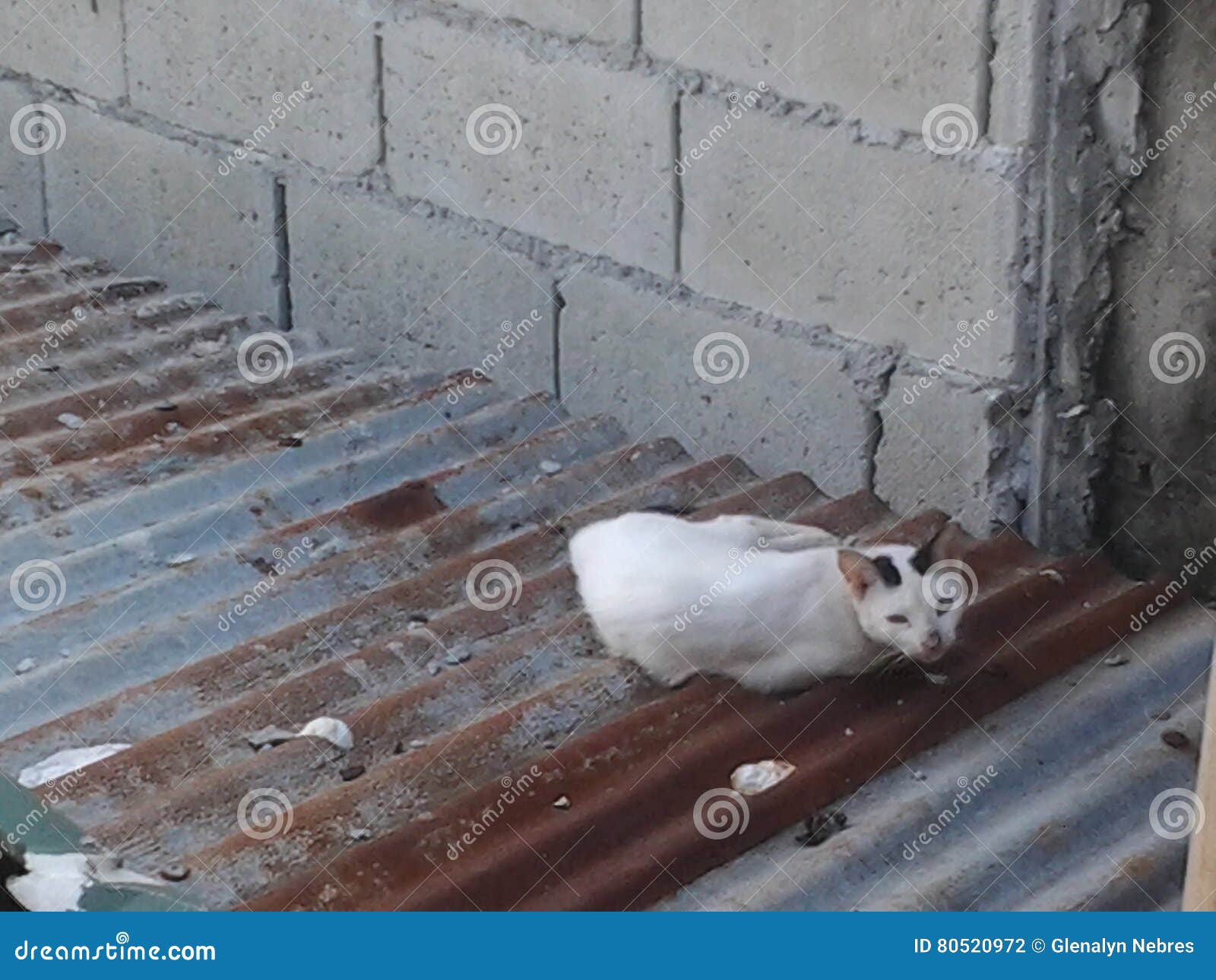 Gato en la azotea foto de archivo. Imagen de casa, gato - 80520972
