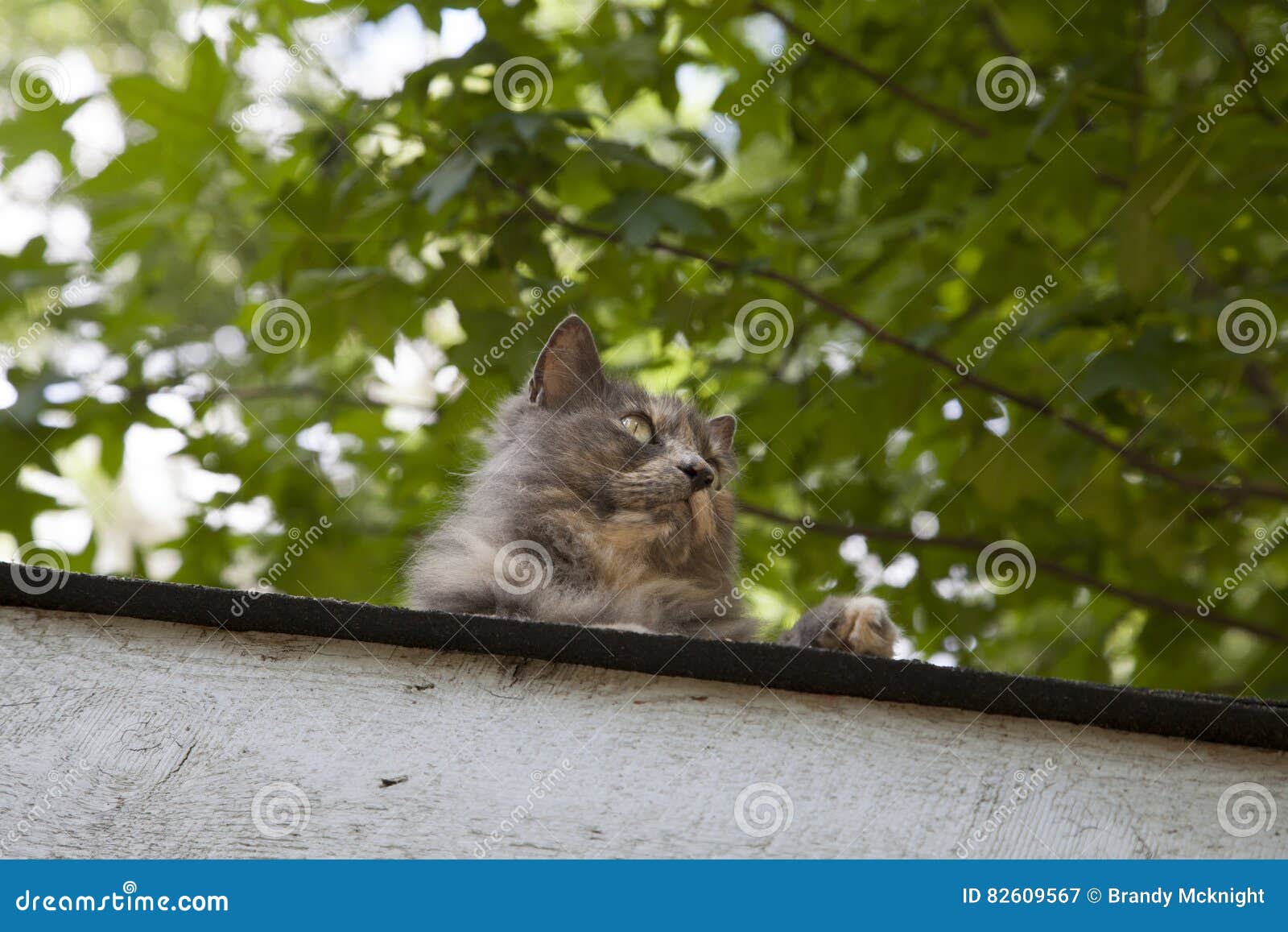 Gato en la azotea imagen de archivo. Imagen de afuera - 82609567