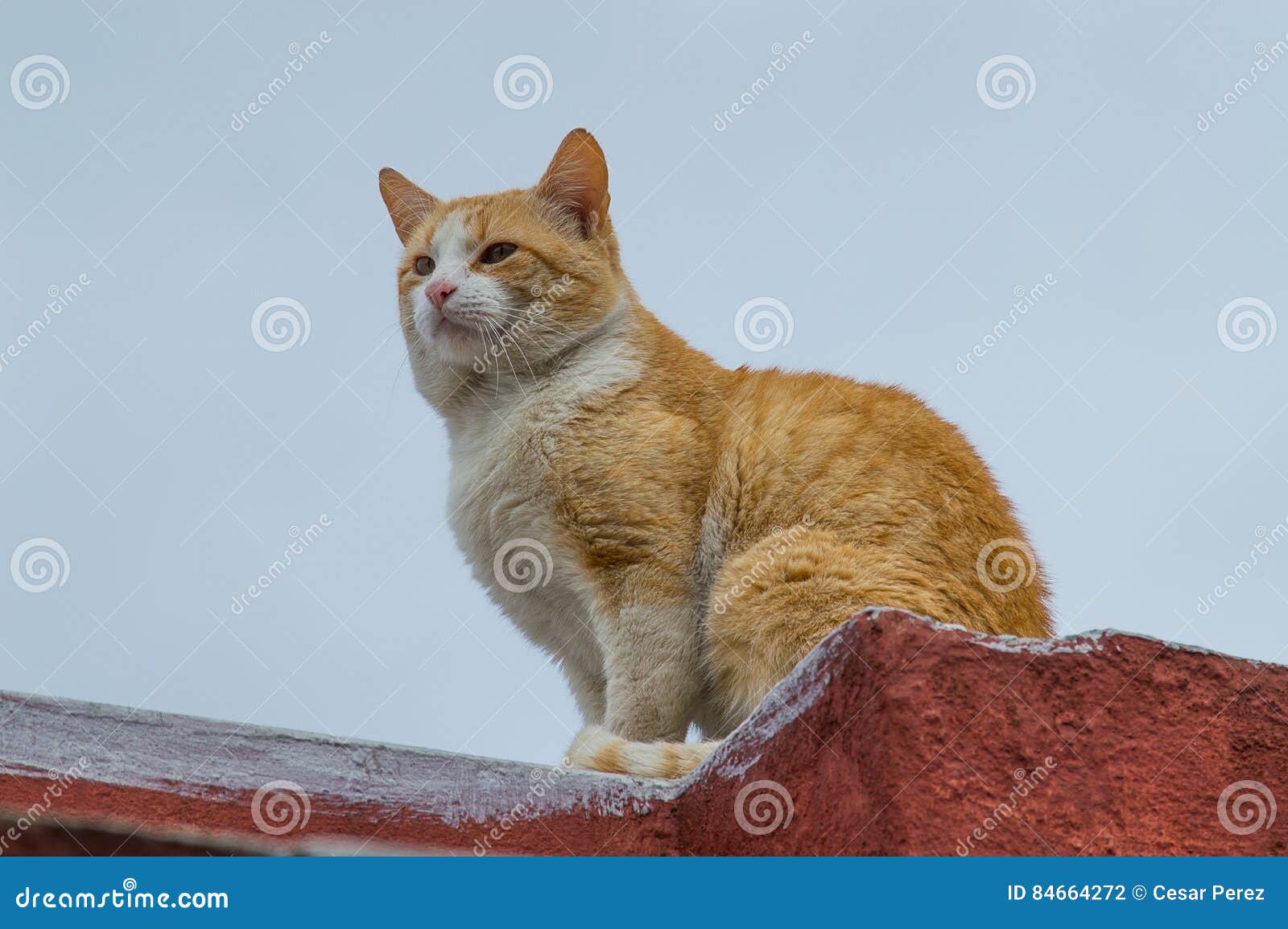 Gato en la azotea foto de archivo. Imagen de insignificante - 84664272