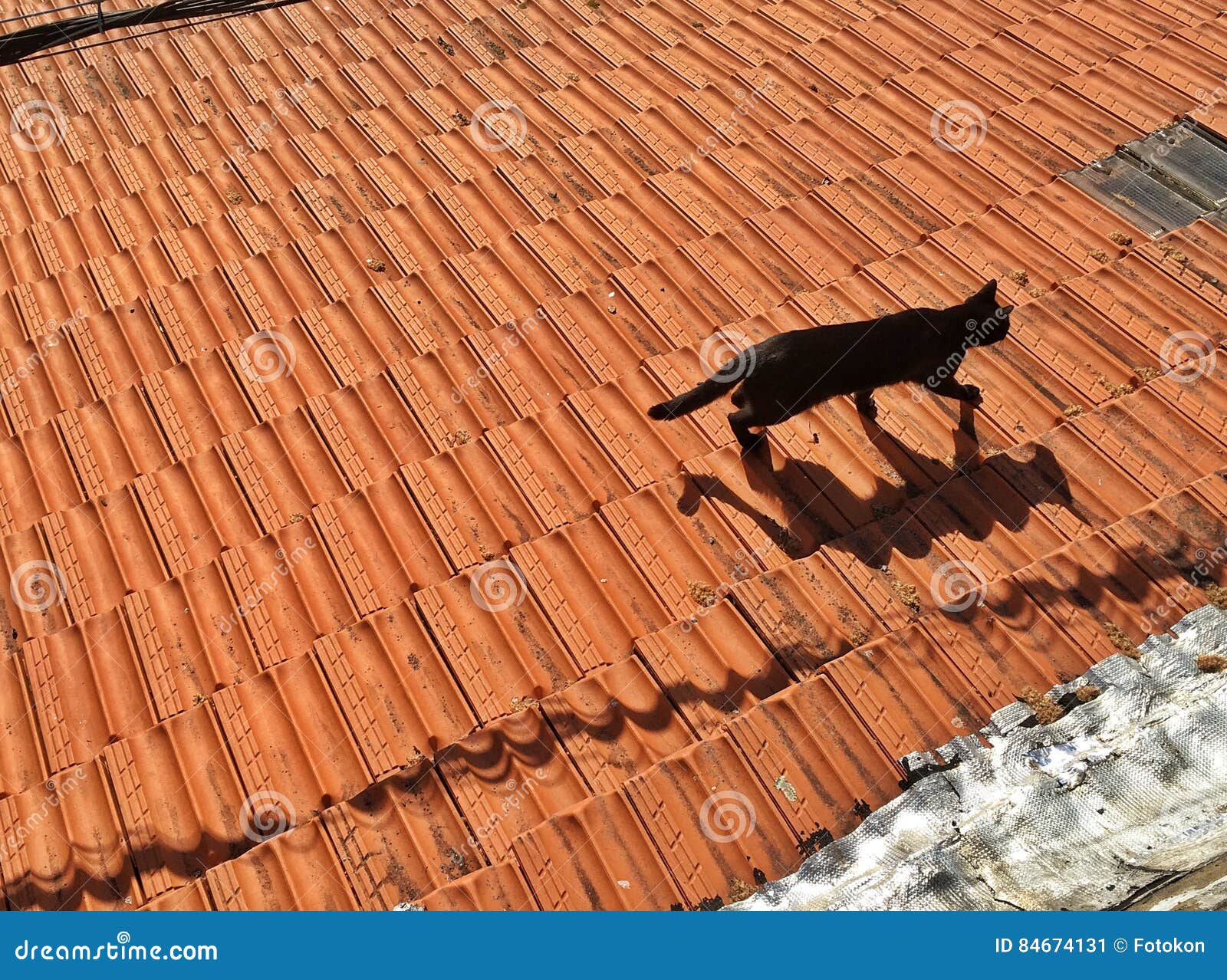 Gato en la azotea imagen de archivo. Imagen de caminar - 84674131