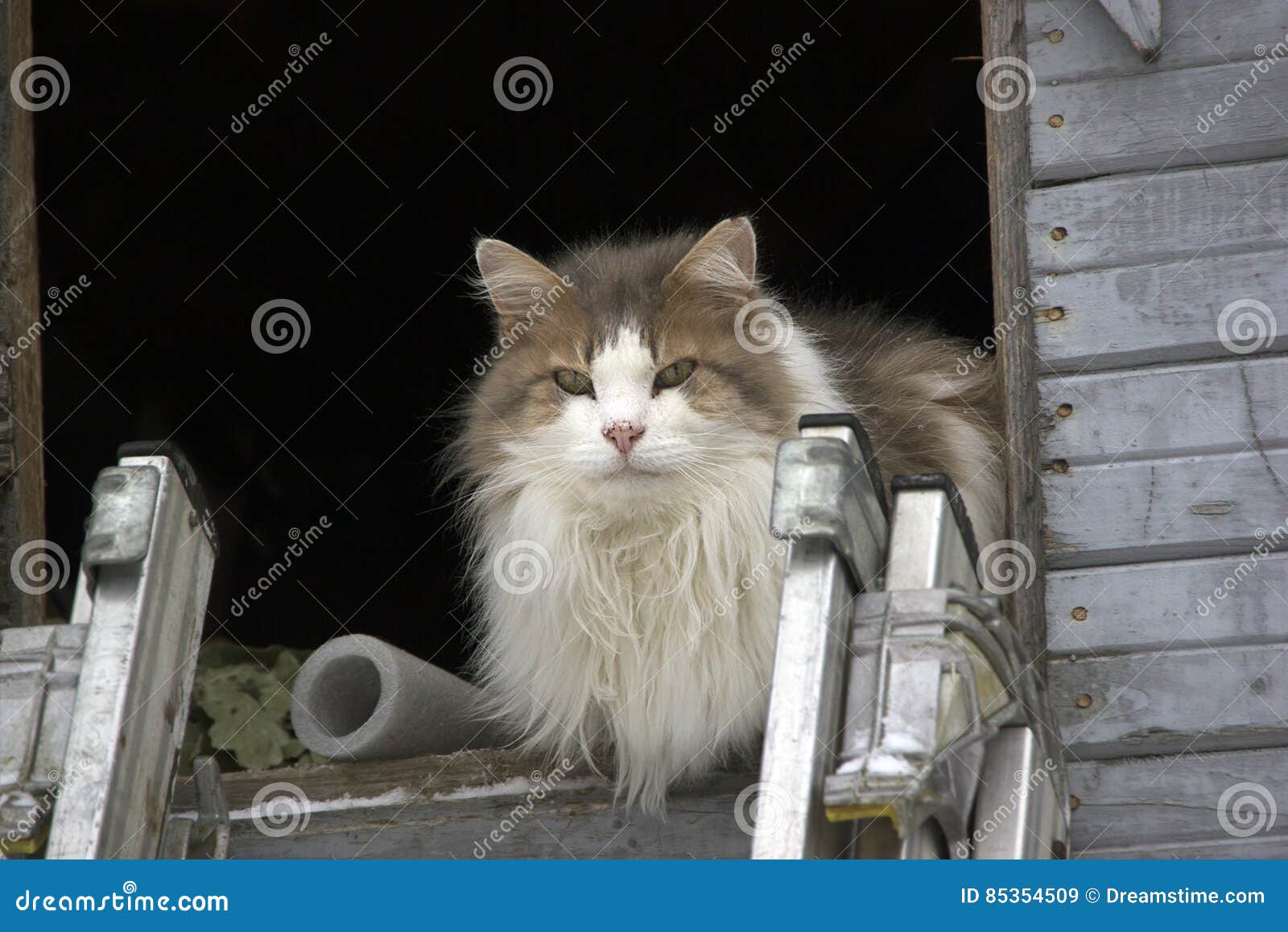 Gato en la azotea imagen de archivo. Imagen de sentada - 85354509