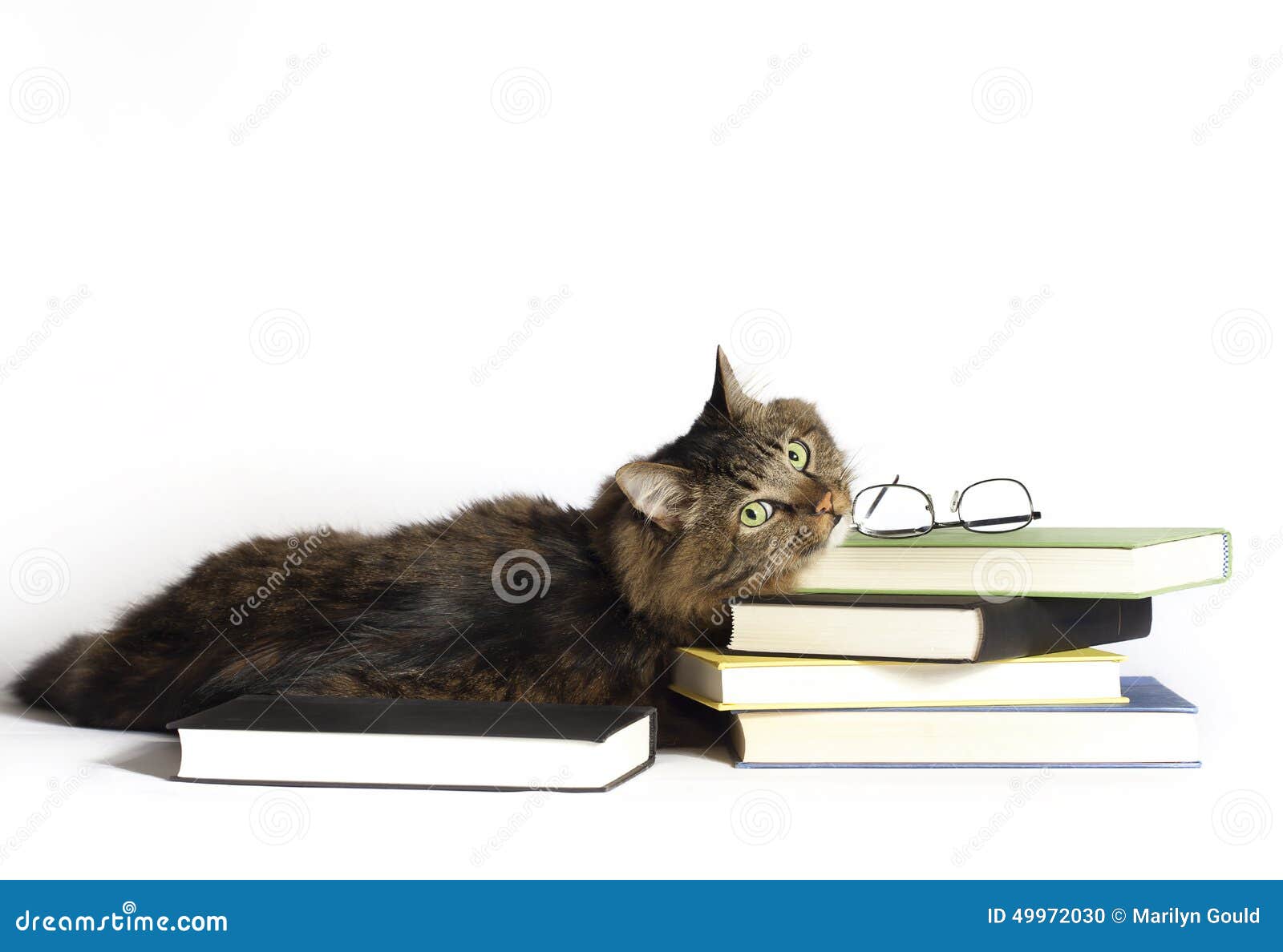 Gato en los libros foto de archivo. Imagen de libros - 49972030
