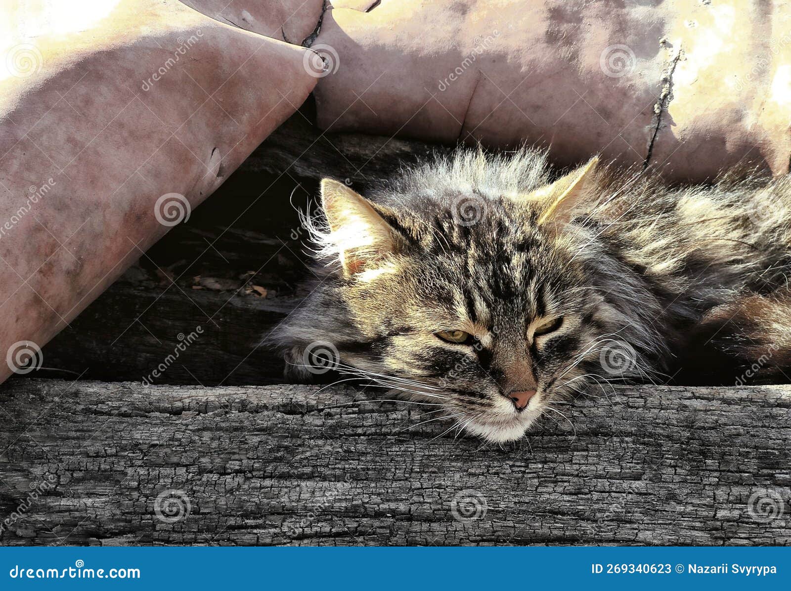 Gato en reposo imagen de archivo. Imagen de aldea, preestablezca ...